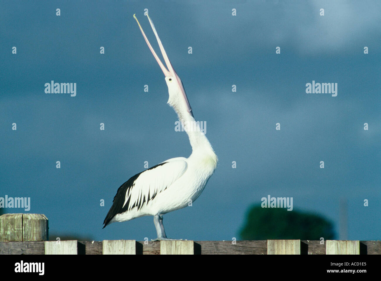Australian pelican stretching on boardwalk Stock Photo - Alamy
