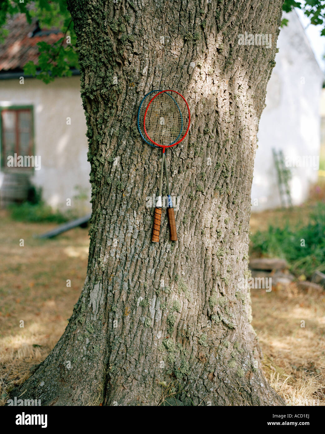 Badminton rackets on a tree Stock Photo - Alamy