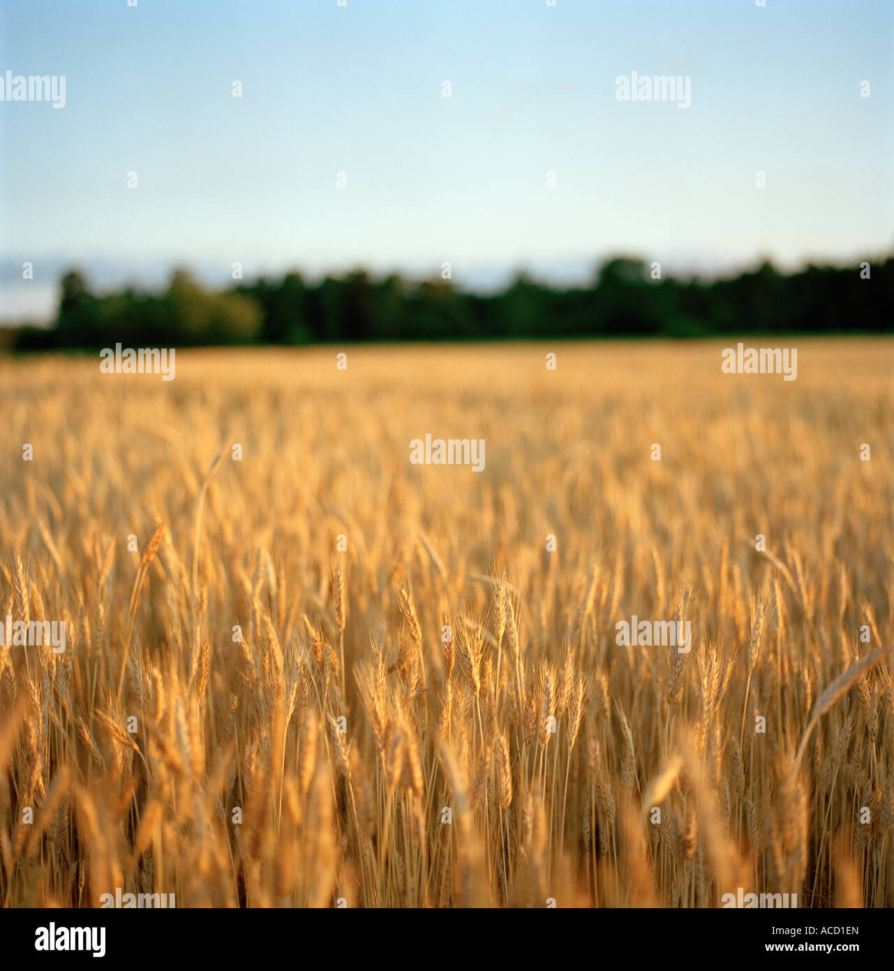 Sunset over a field of grain Stock Photo - Alamy