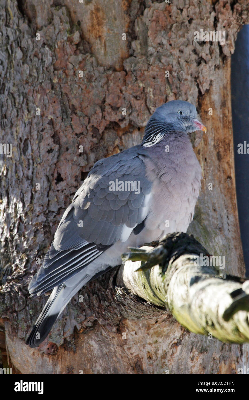 Ringeltaube, Columba palumbus Stock Photo - Alamy