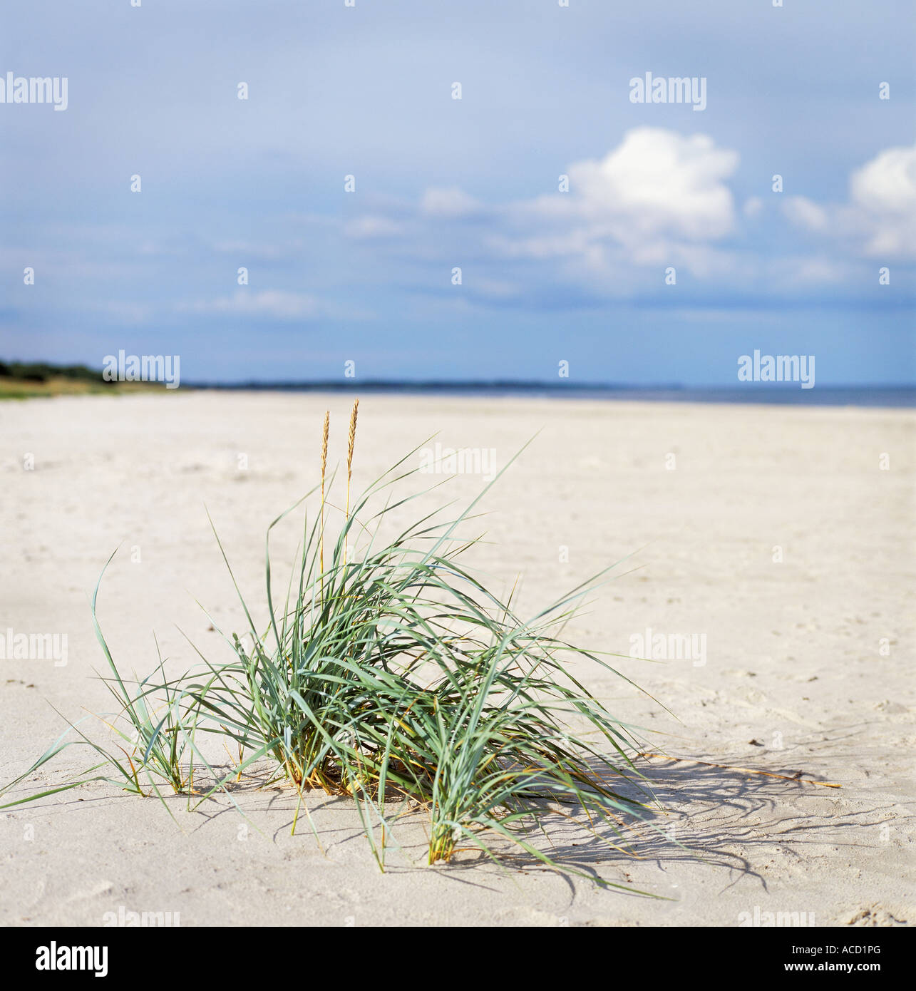 Grass on a beach Stock Photo - Alamy