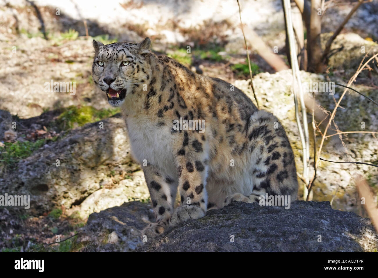 Schneeleopard, , Panthera uncia Stock Photo - Alamy