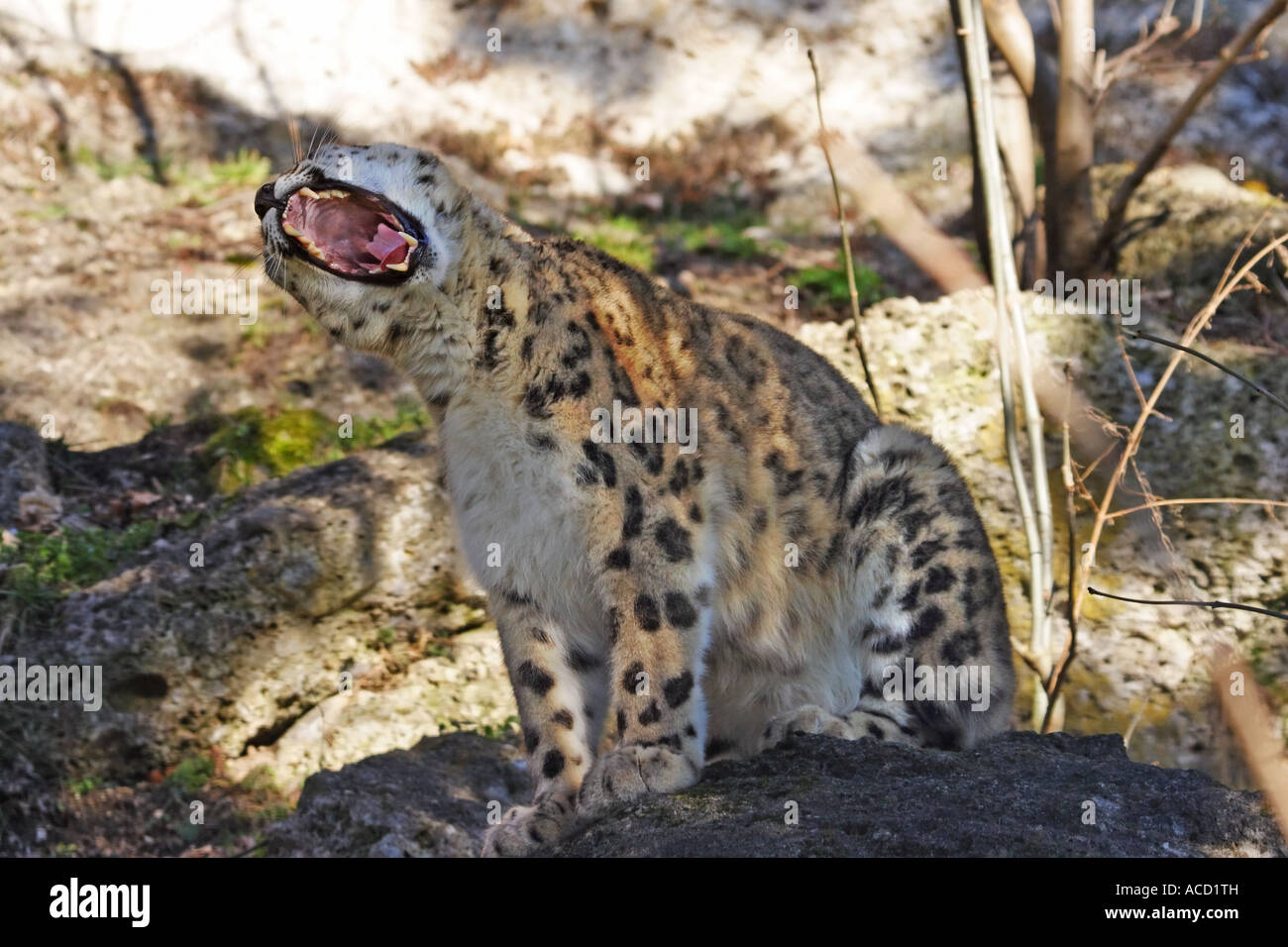 Schneeleopard, , Panthera uncia Stock Photo - Alamy