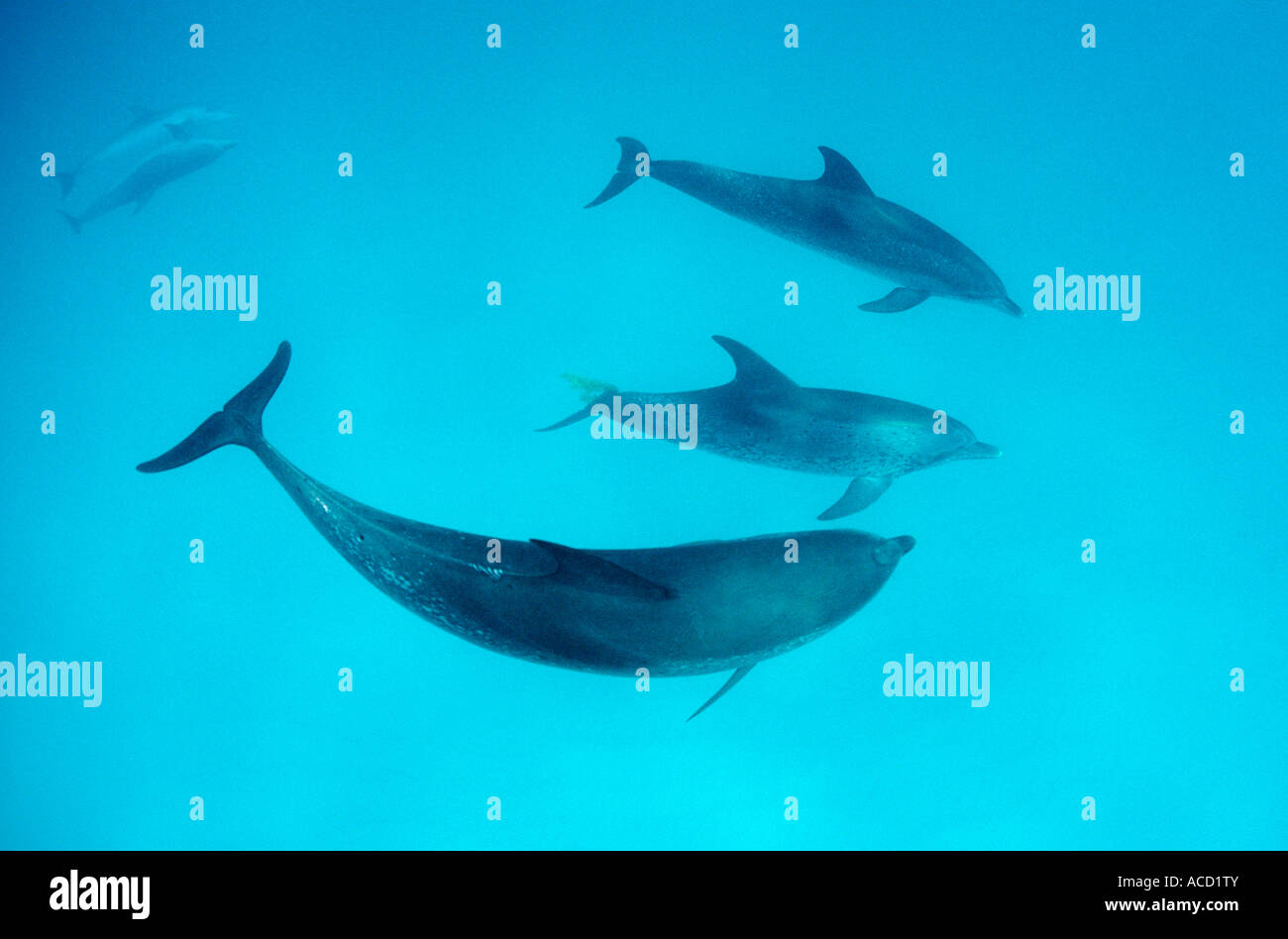 Atlantic spotted dolphin Stenella frontalis Bahamas Atlantic Ocean ...
