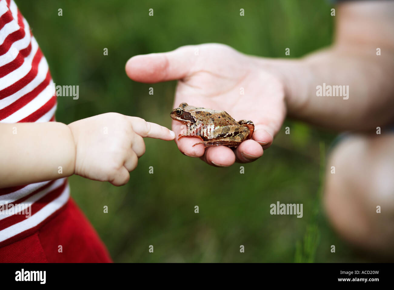 A frog in a hand Stock Photo - Alamy