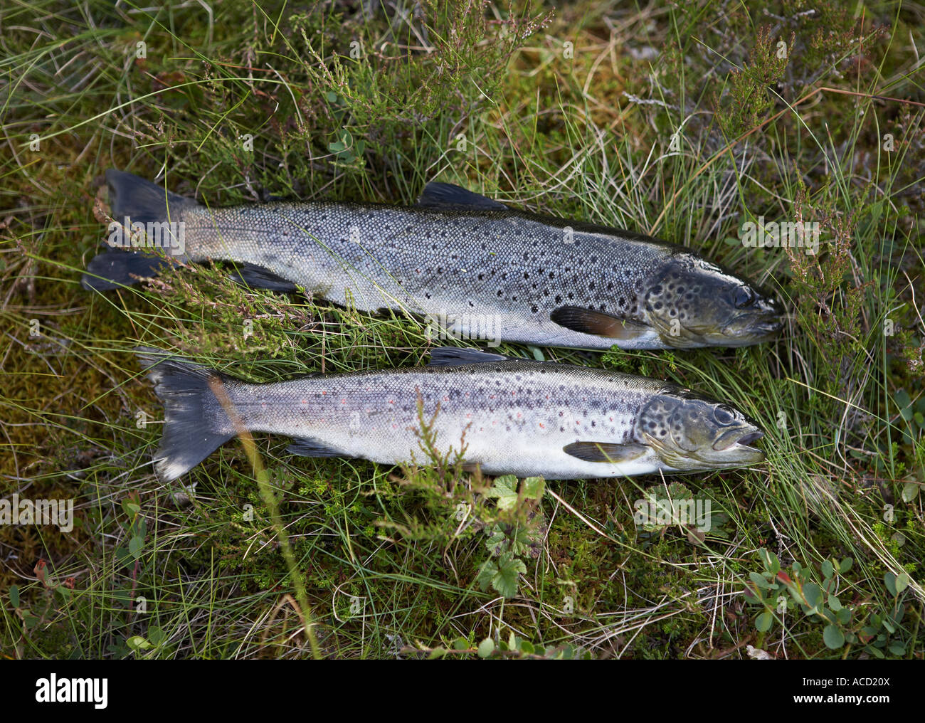 Two salmon trouts Stock Photo - Alamy