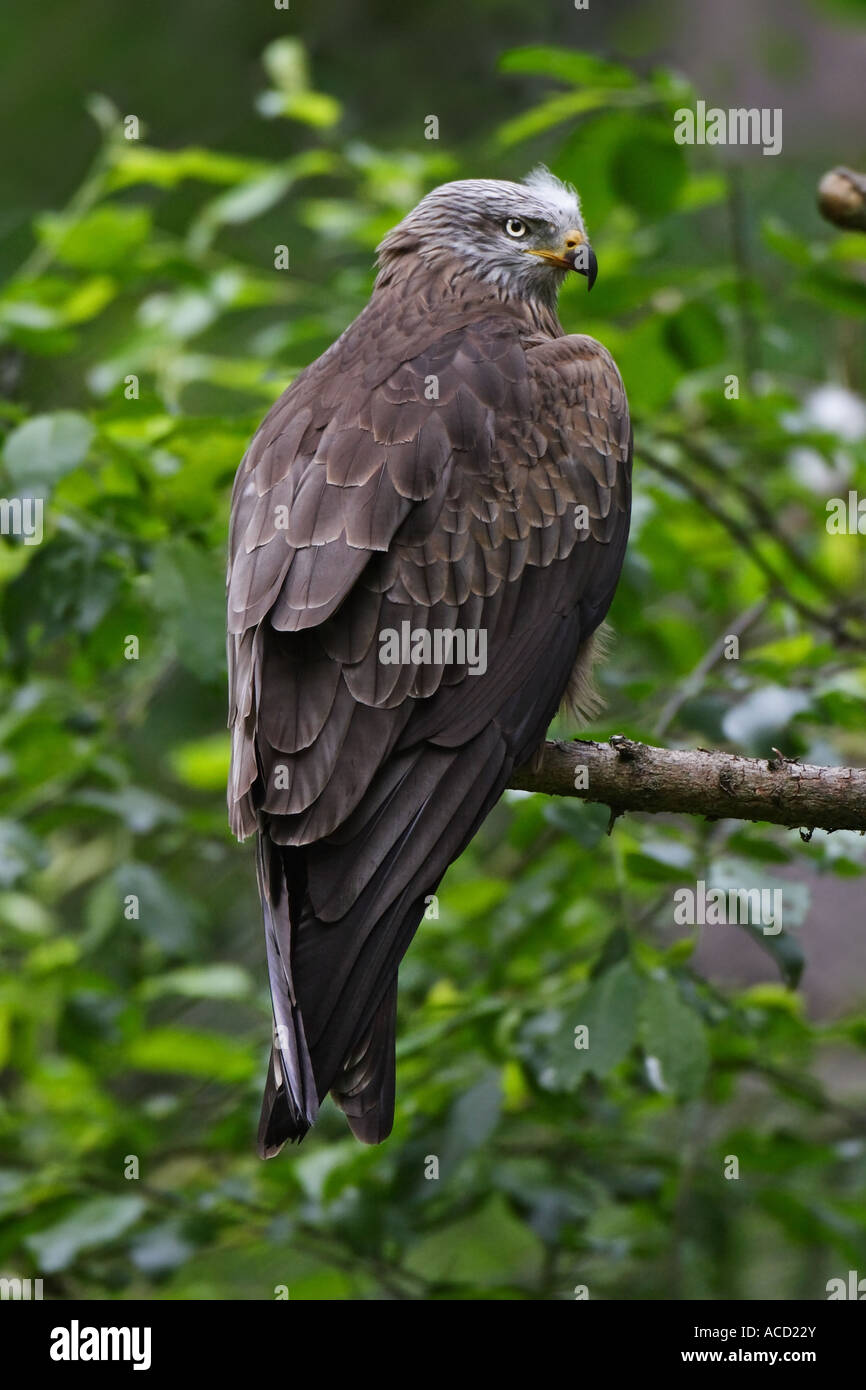 Schwarzmilan, Milvus, migrans Stock Photo - Alamy