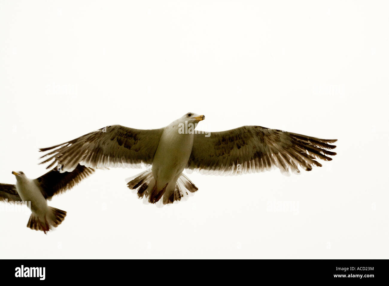 Two flying gulls Stock Photo - Alamy
