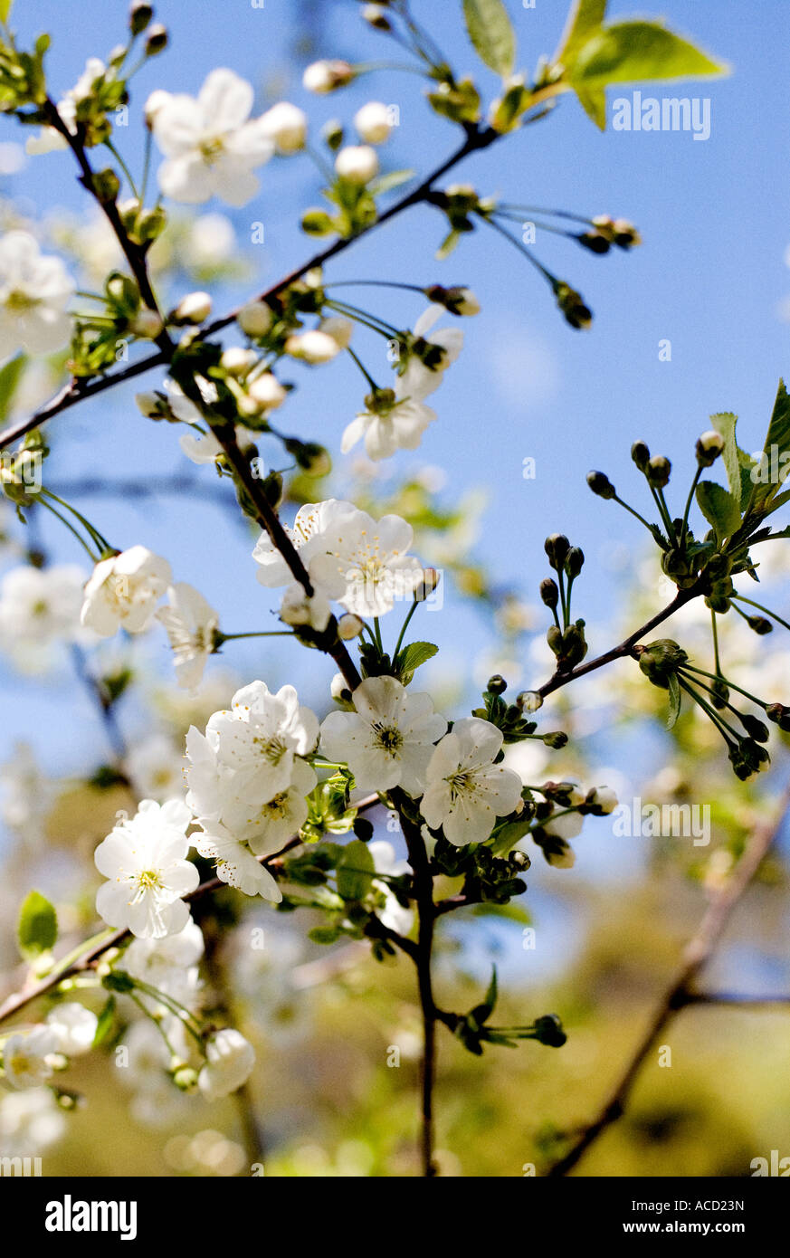 Flowering cherry tree Stock Photo - Alamy