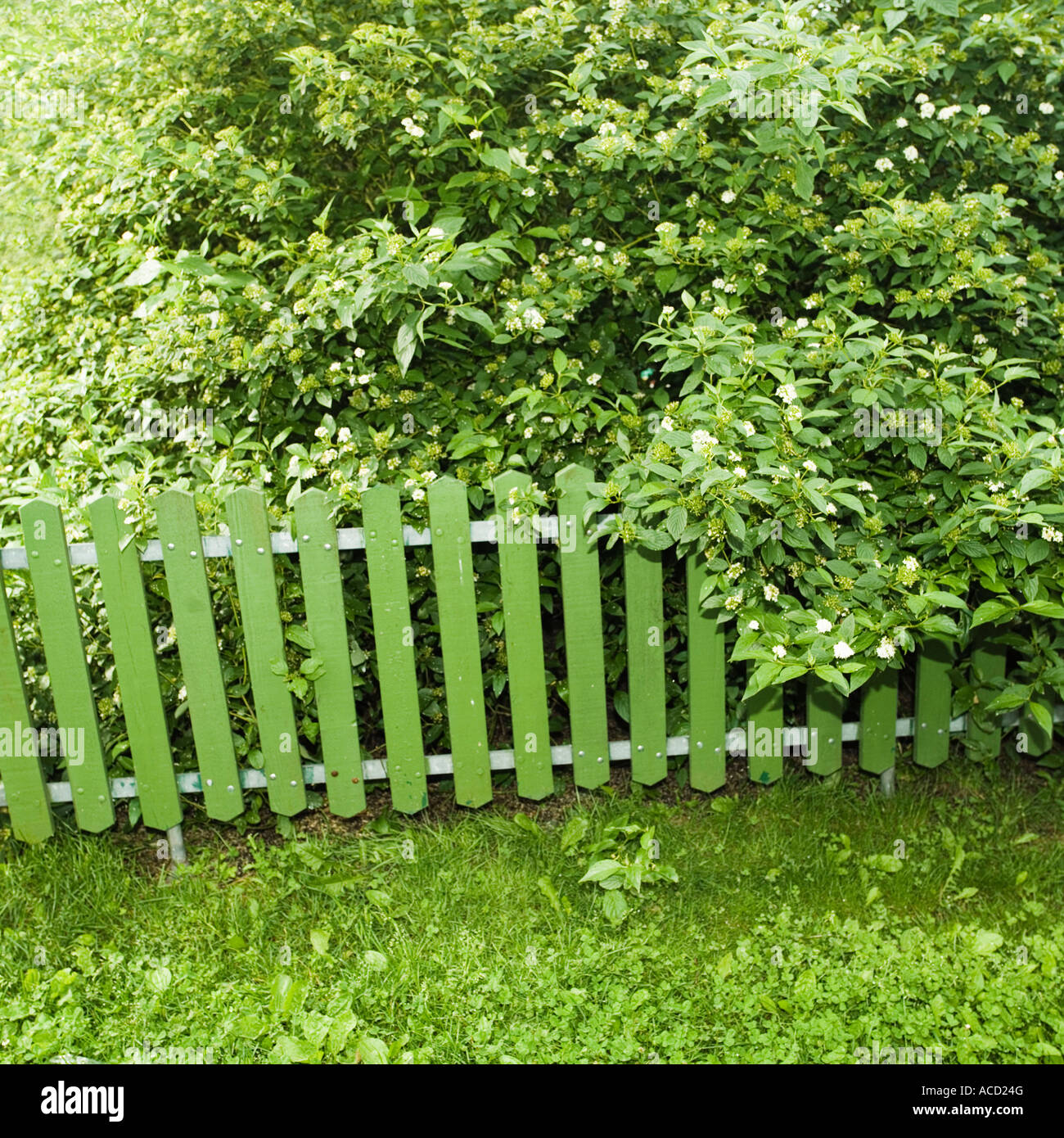 A green fence and green bushes Stock Photo - Alamy