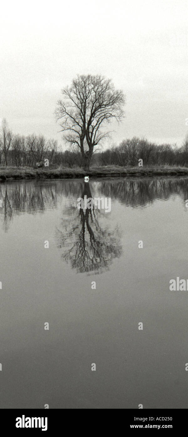 Lone leafless tree beside River Waveney Geldeston Suffolk England Stock ...