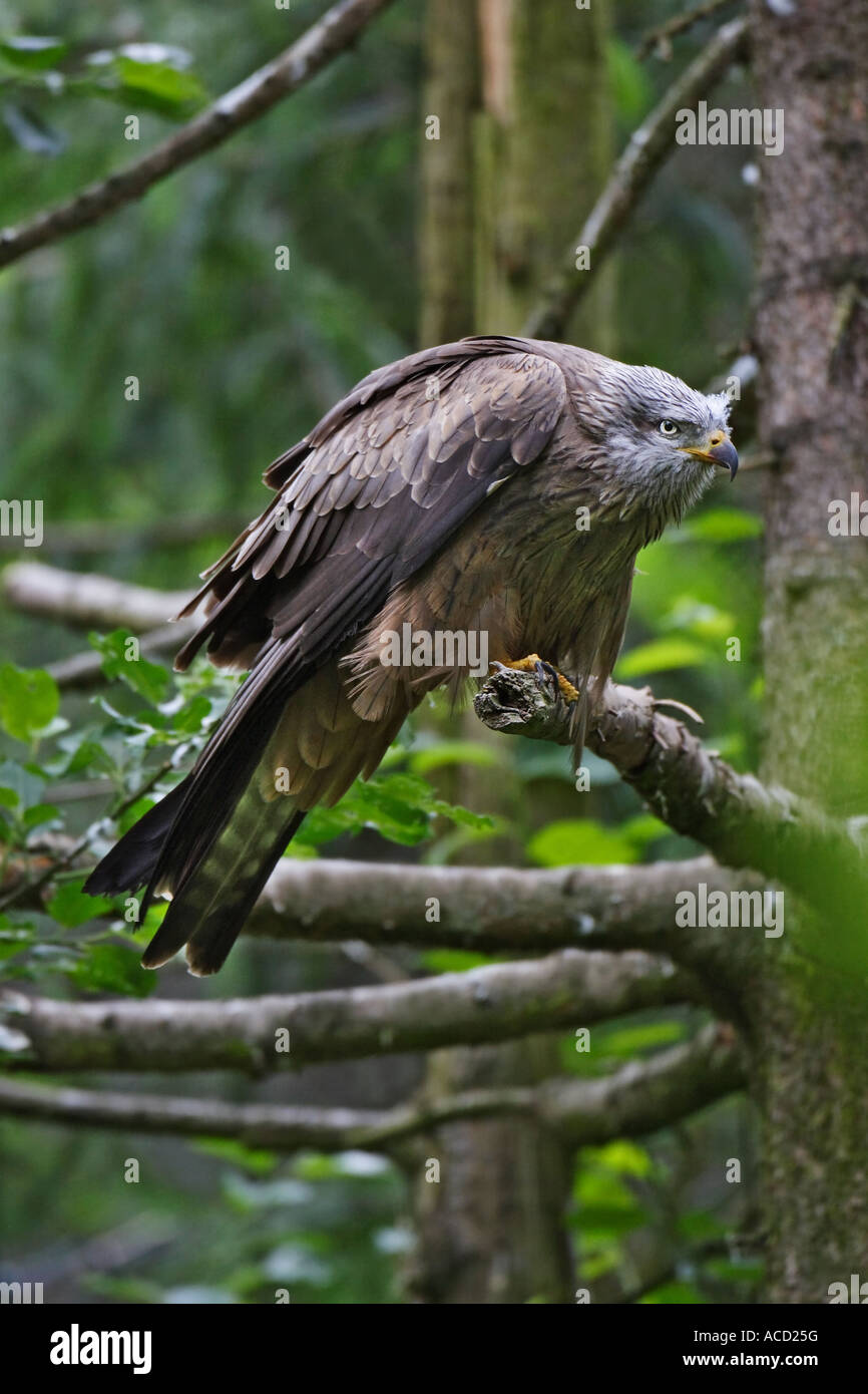 Schwarzmilan, Milvus, migrans Stock Photo - Alamy