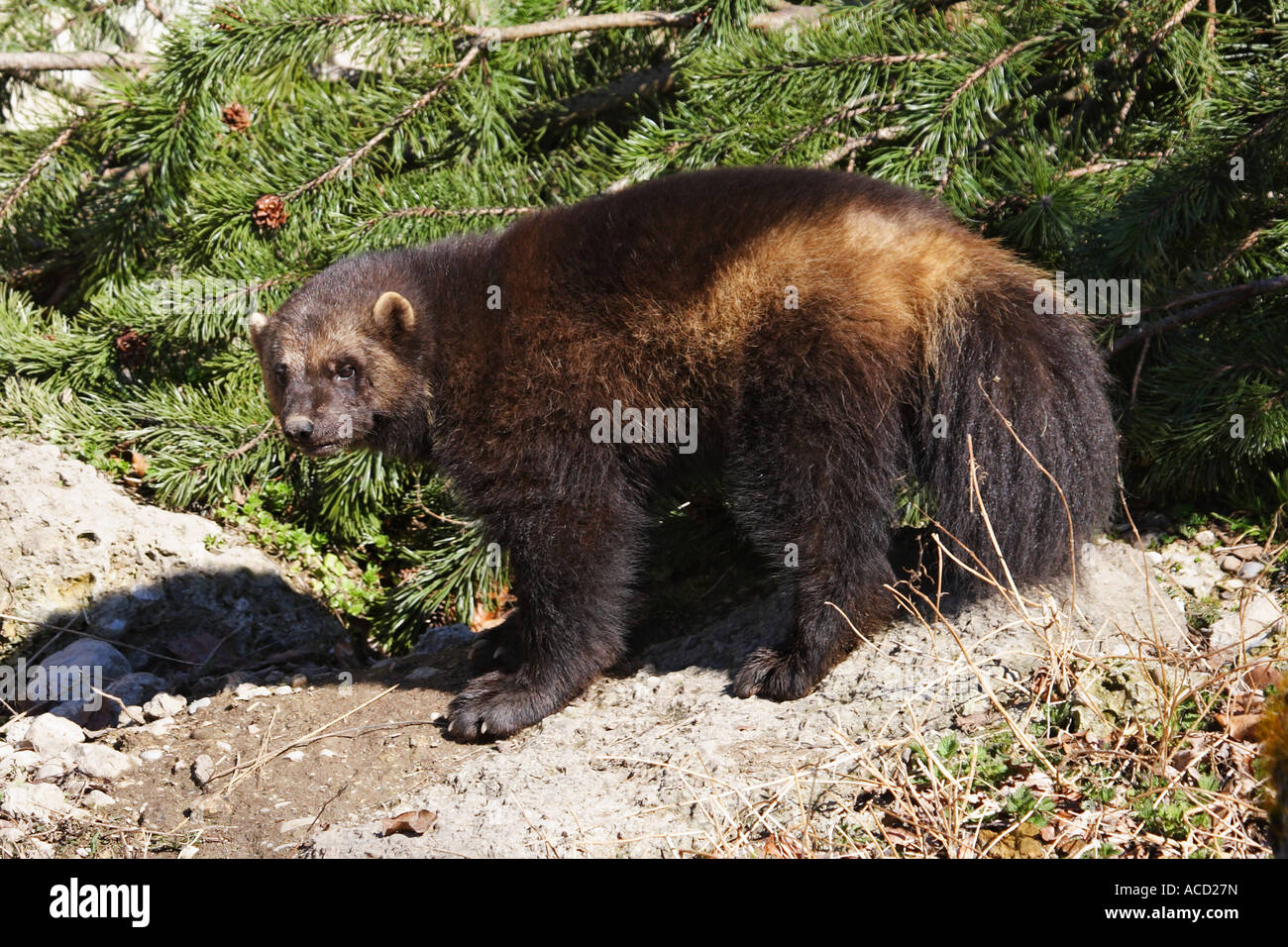 Wolverine animal with prey hi-res stock photography and images - Alamy