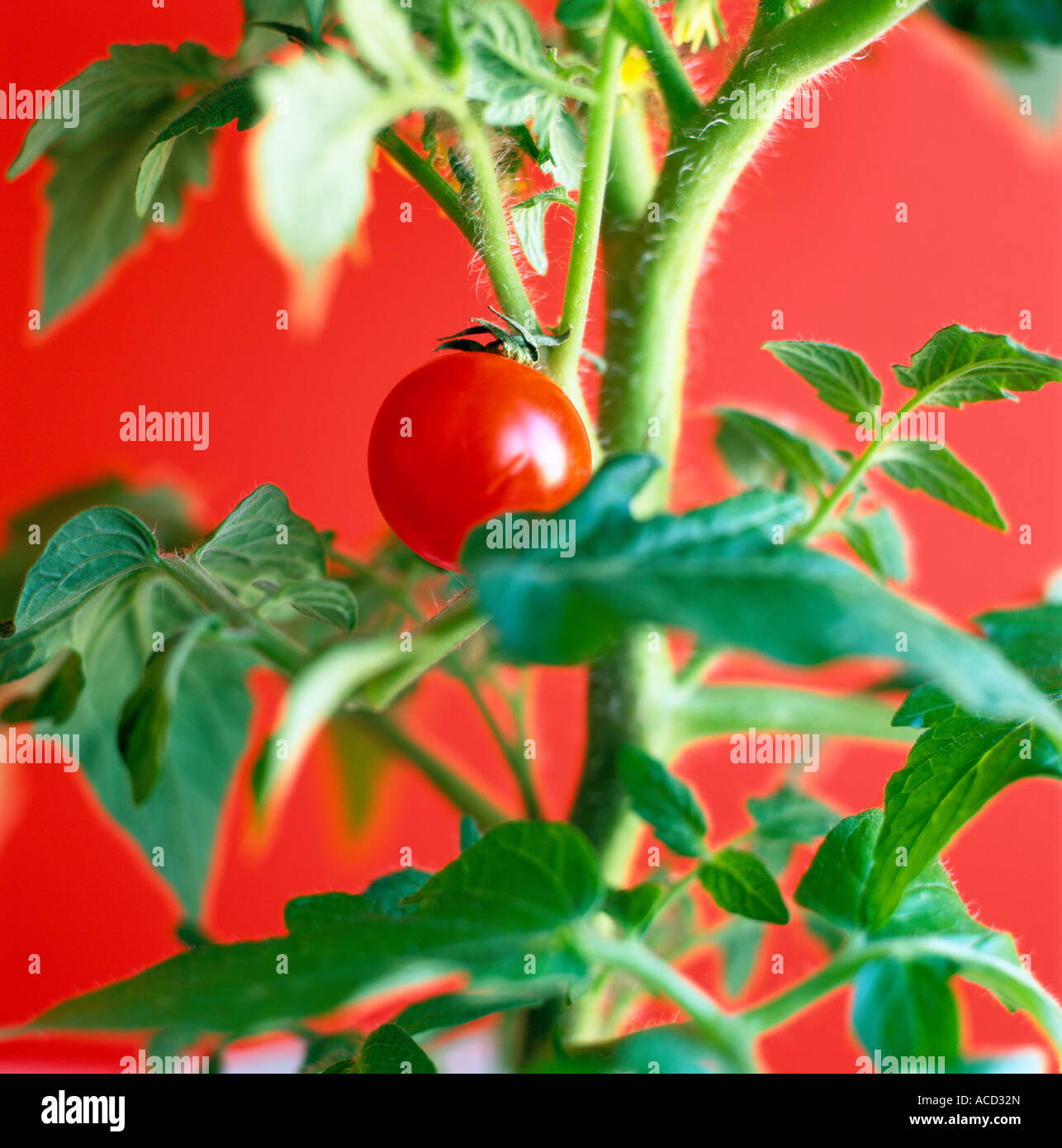 Tomato plant on a red background Stock Photo - Alamy