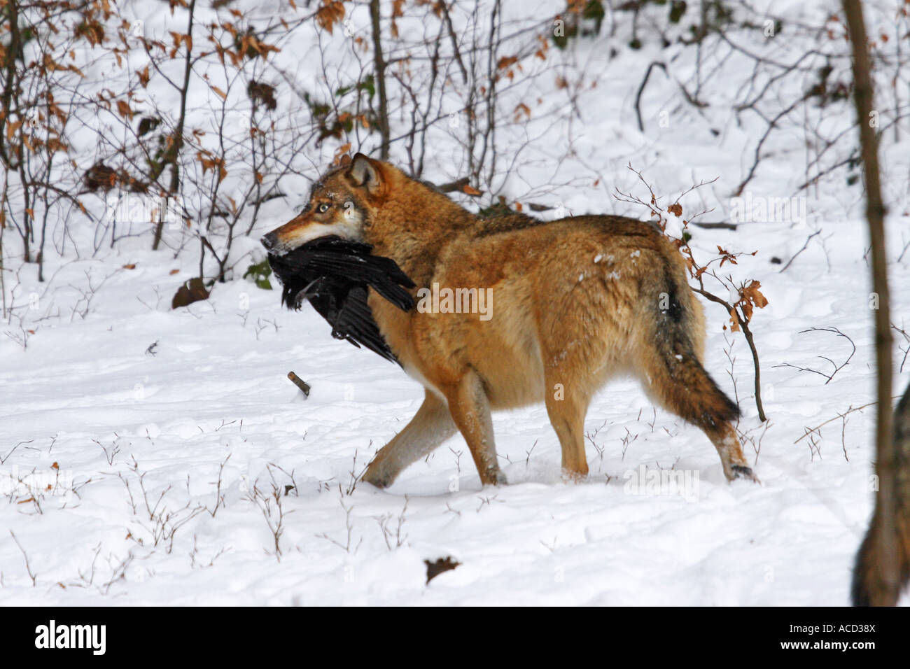 Wolf Winter Beute High Resolution Stock Photography and Images - Alamy