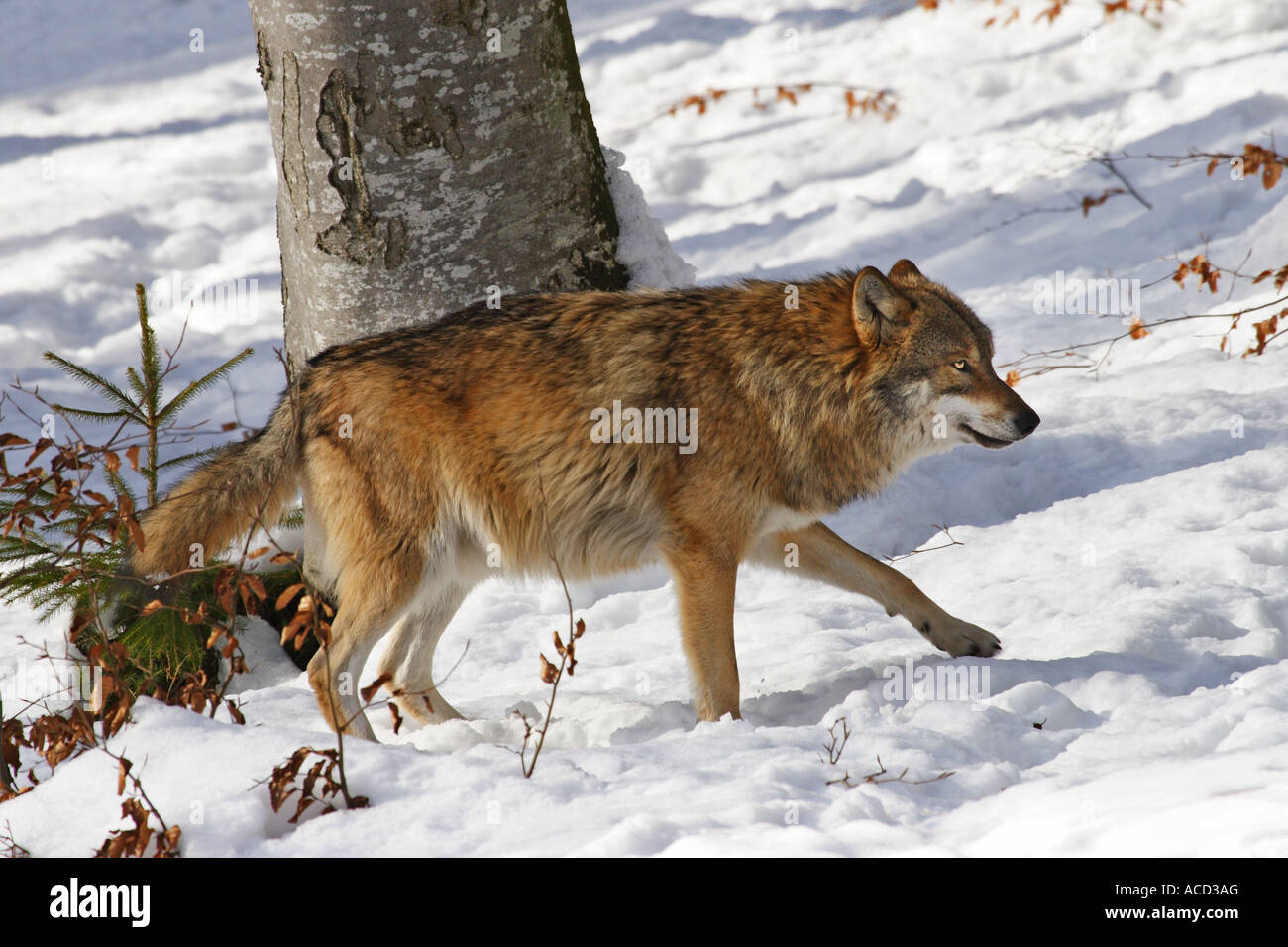 Wolf gefahr hi-res stock photography and images - Alamy