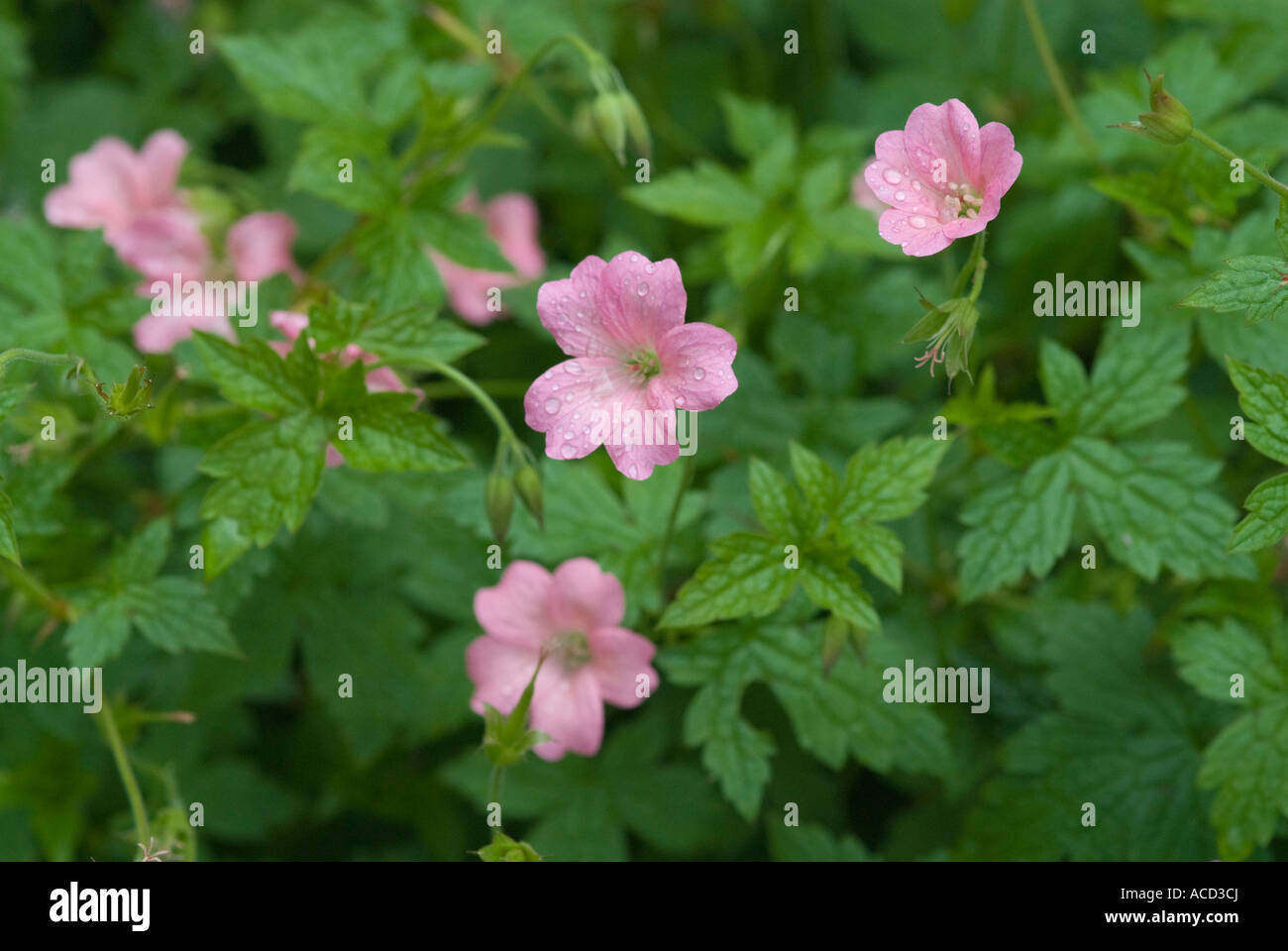 Pencilled geranium hi-res stock photography and images - Alamy