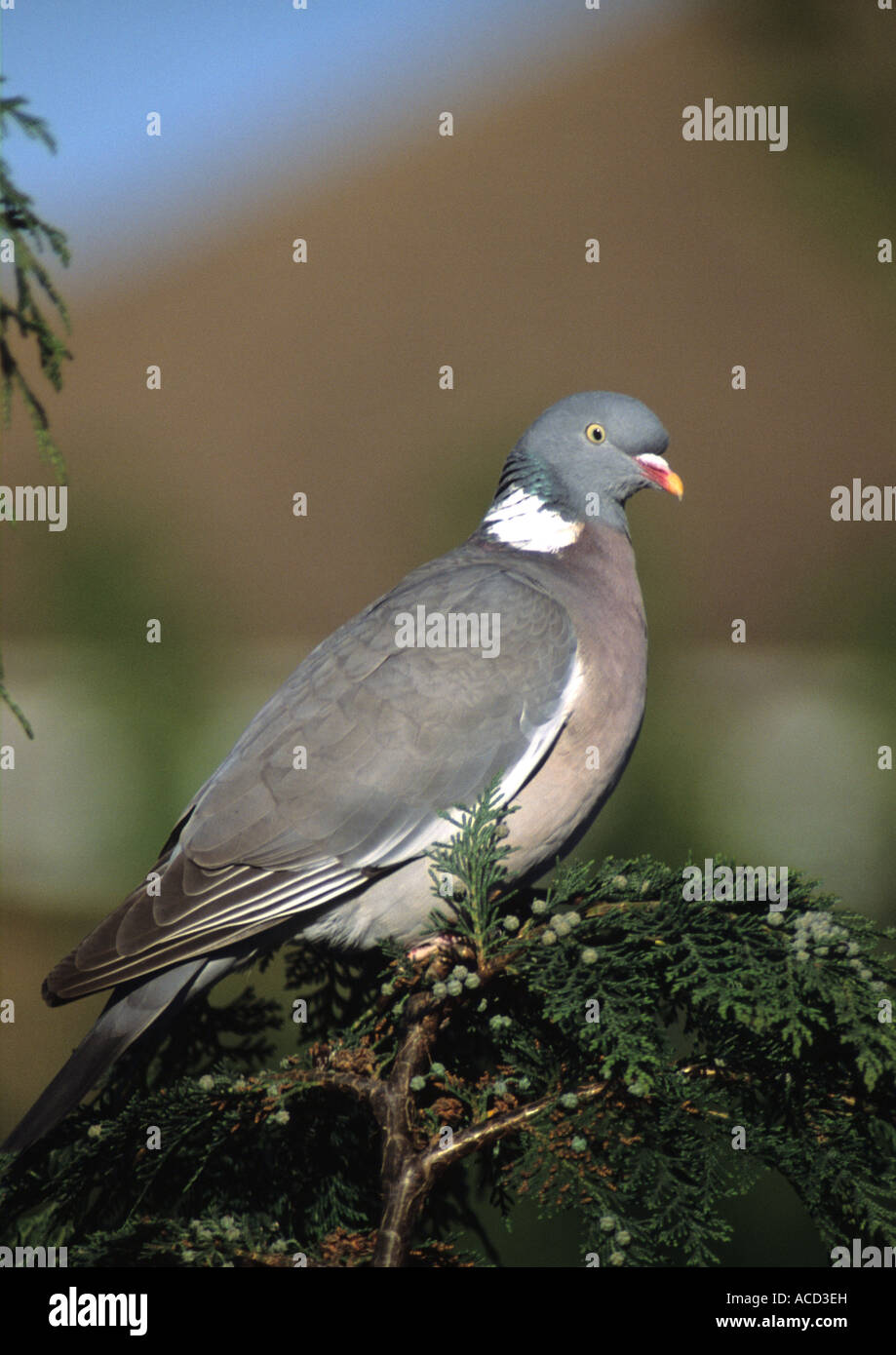 Woodpigeon (Columba palumbus) in the uk Stock Photo - Alamy