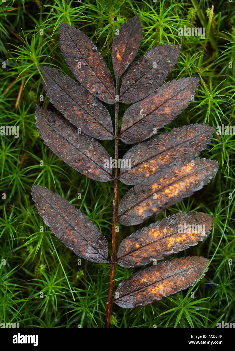 A brown leaf close-up Stock Photo - Alamy