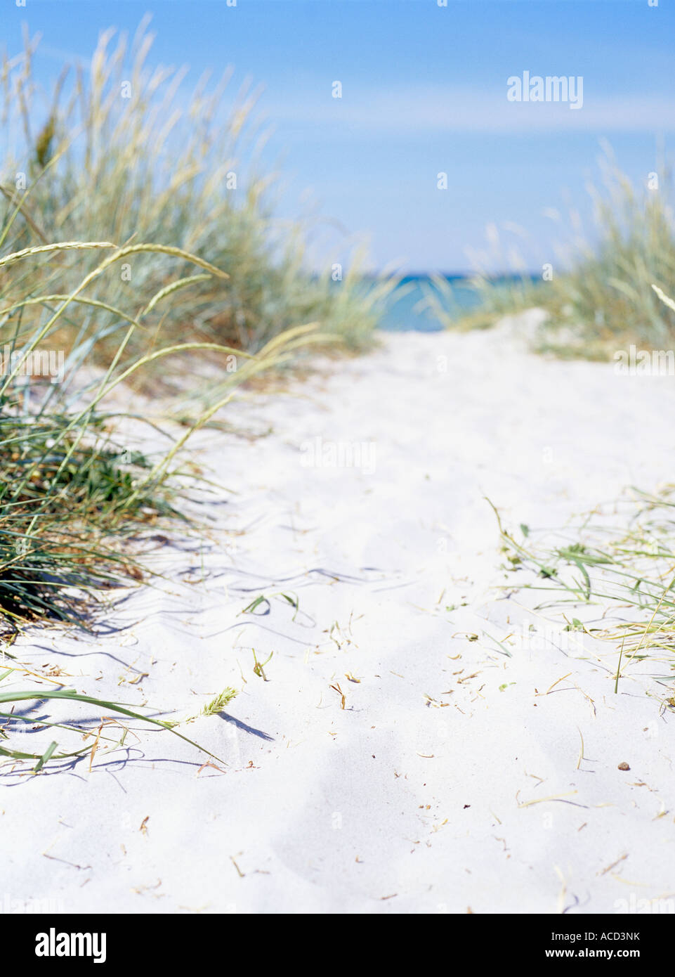 Grass on a beach Stock Photo - Alamy