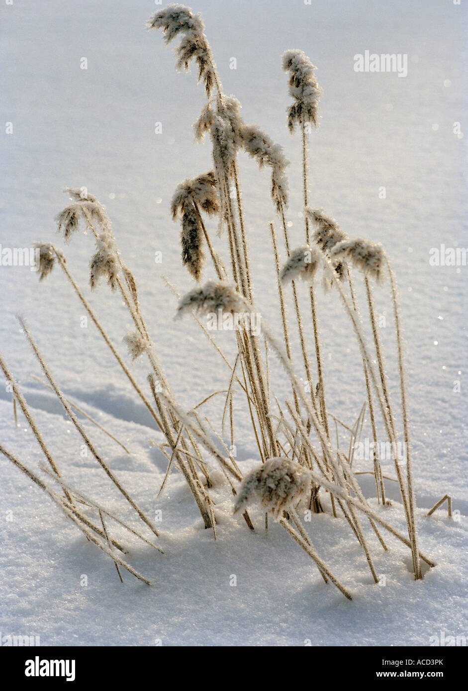 Reeds and snow hi-res stock photography and images - Alamy