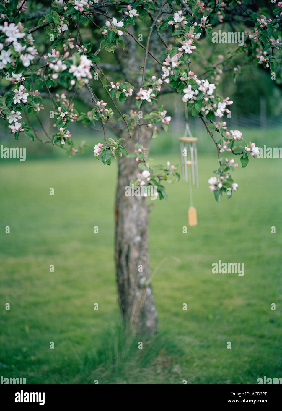 An apple tree Stock Photo - Alamy