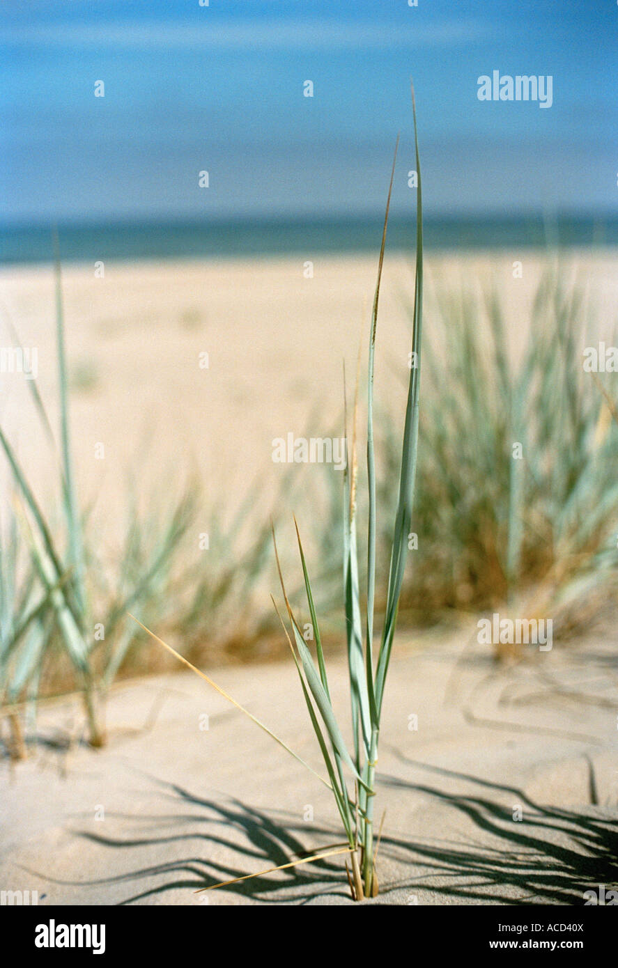 Grass on a beach Stock Photo - Alamy
