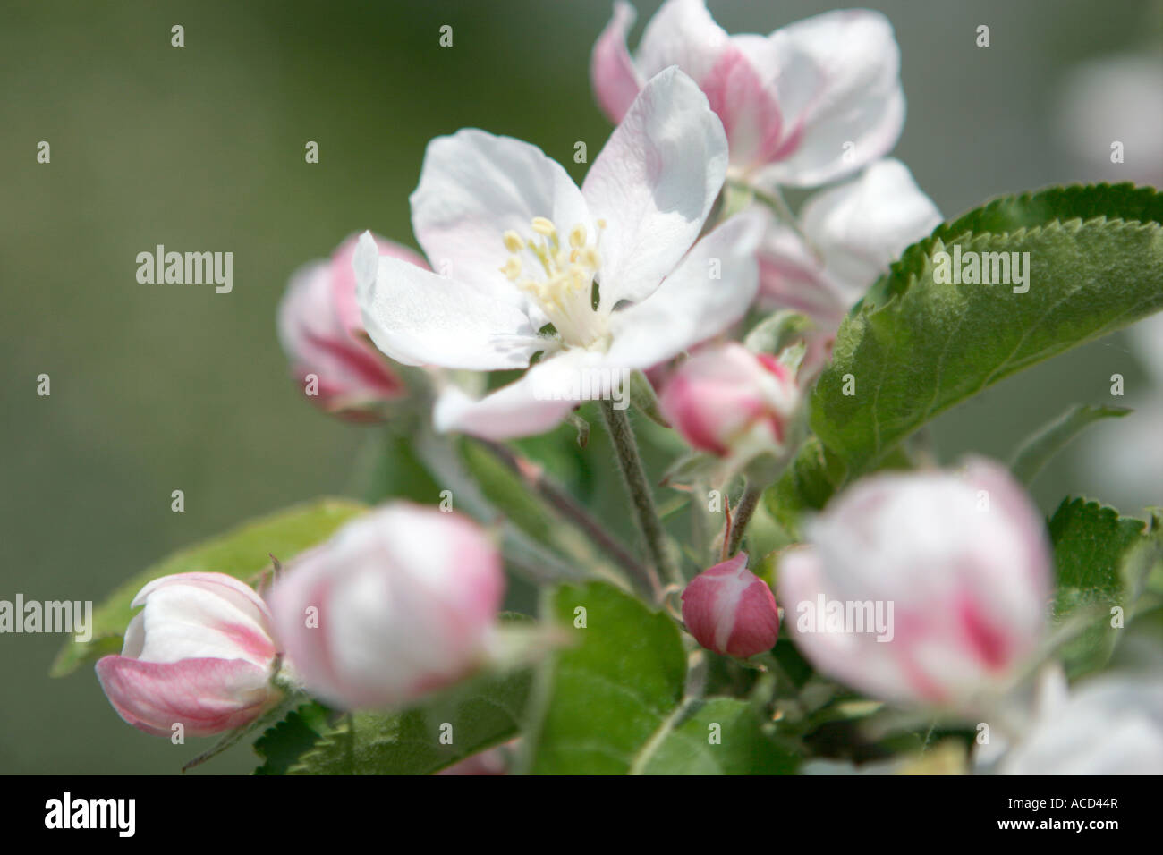 Appple tree flower Stock Photo - Alamy