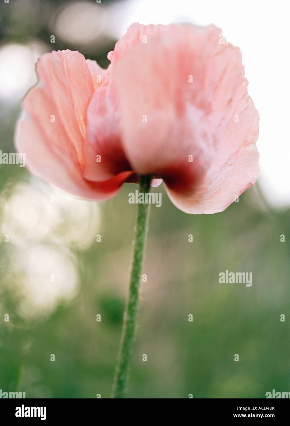 A poppy close-up Stock Photo - Alamy