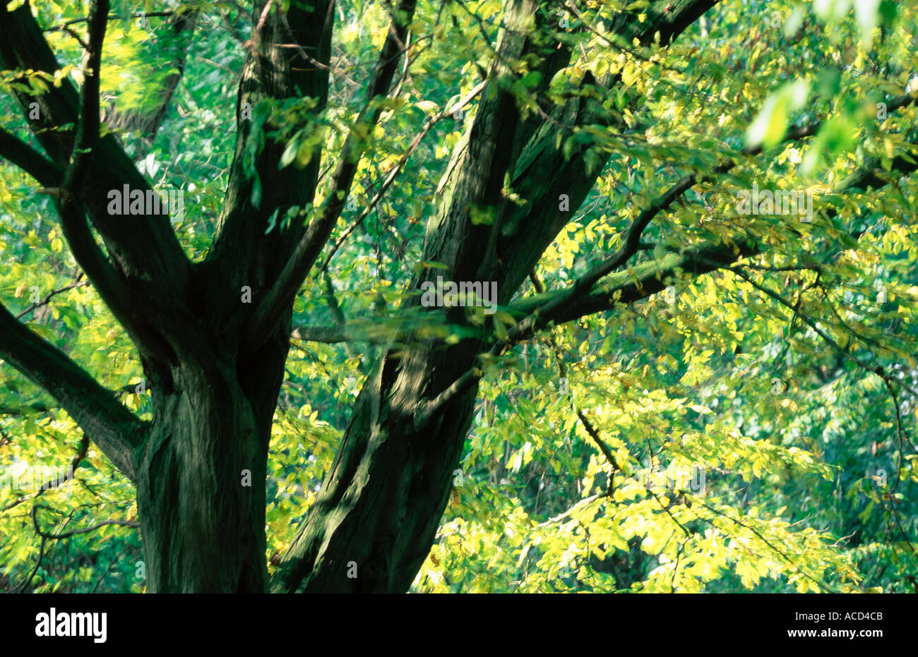 Beech Tree in spring Germany Fagus sylvatica Stock Photo - Alamy