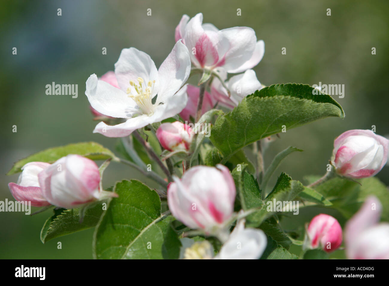 Appple tree flower Stock Photo - Alamy