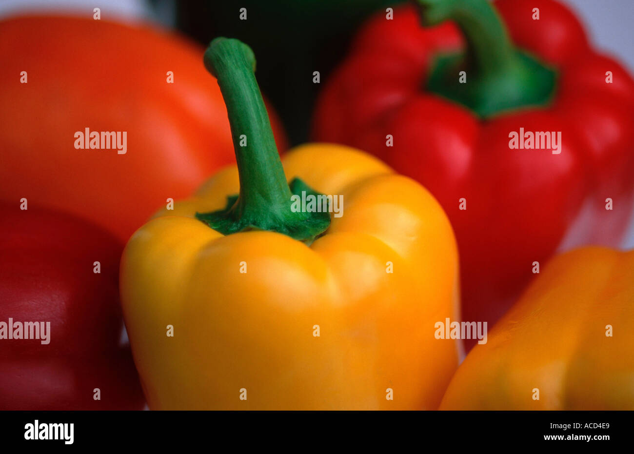 Pepper Capsicum annuum Stock Photo - Alamy