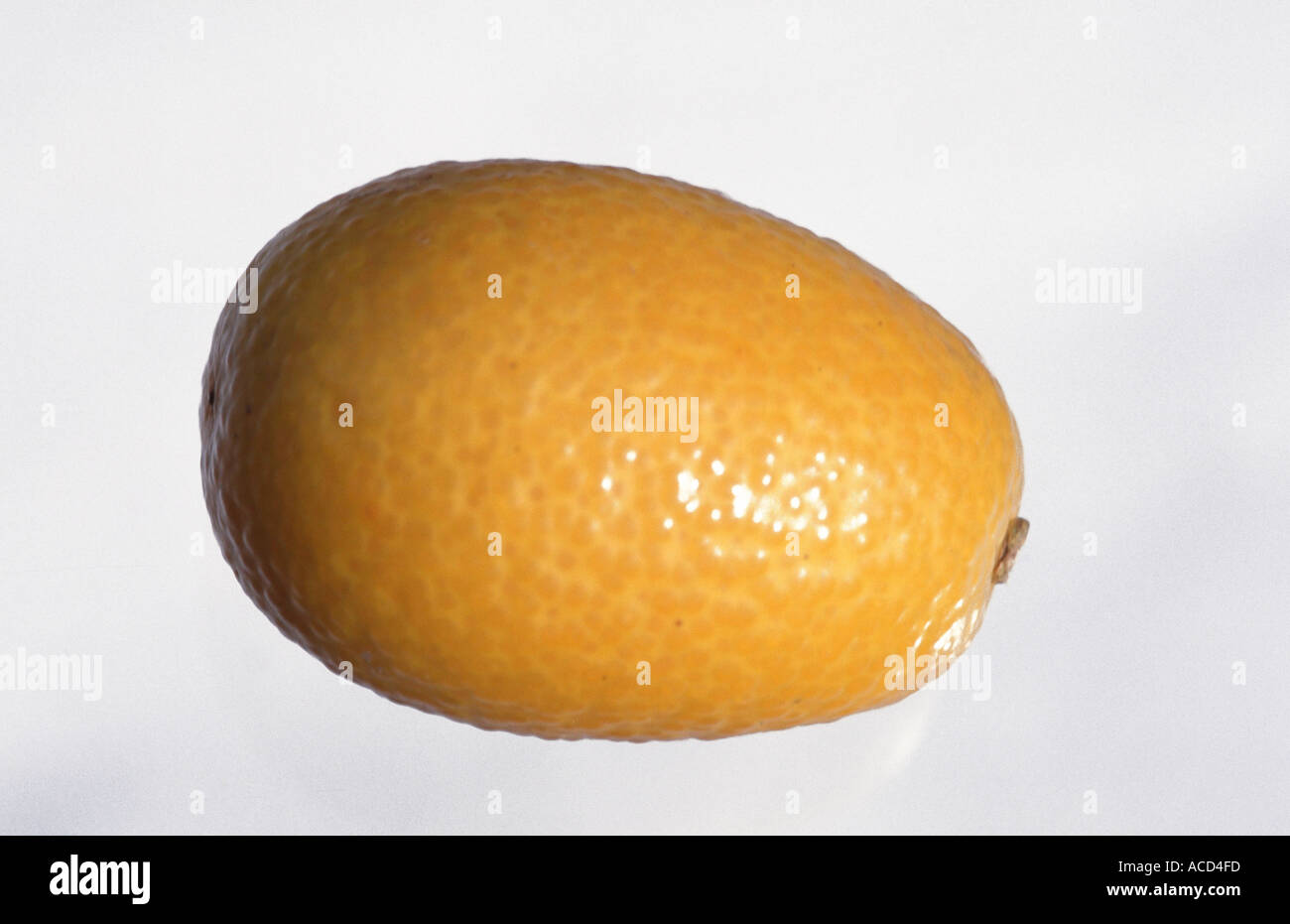 Malayan Kumquat Fortunella polyandra Stock Photo - Alamy