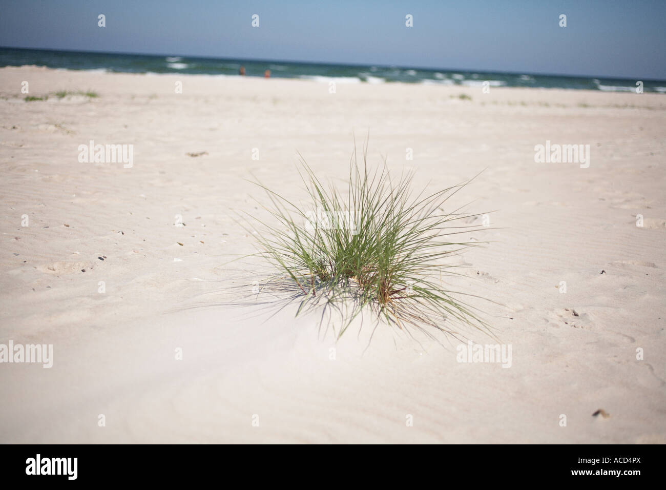 Grass on a beach Stock Photo - Alamy