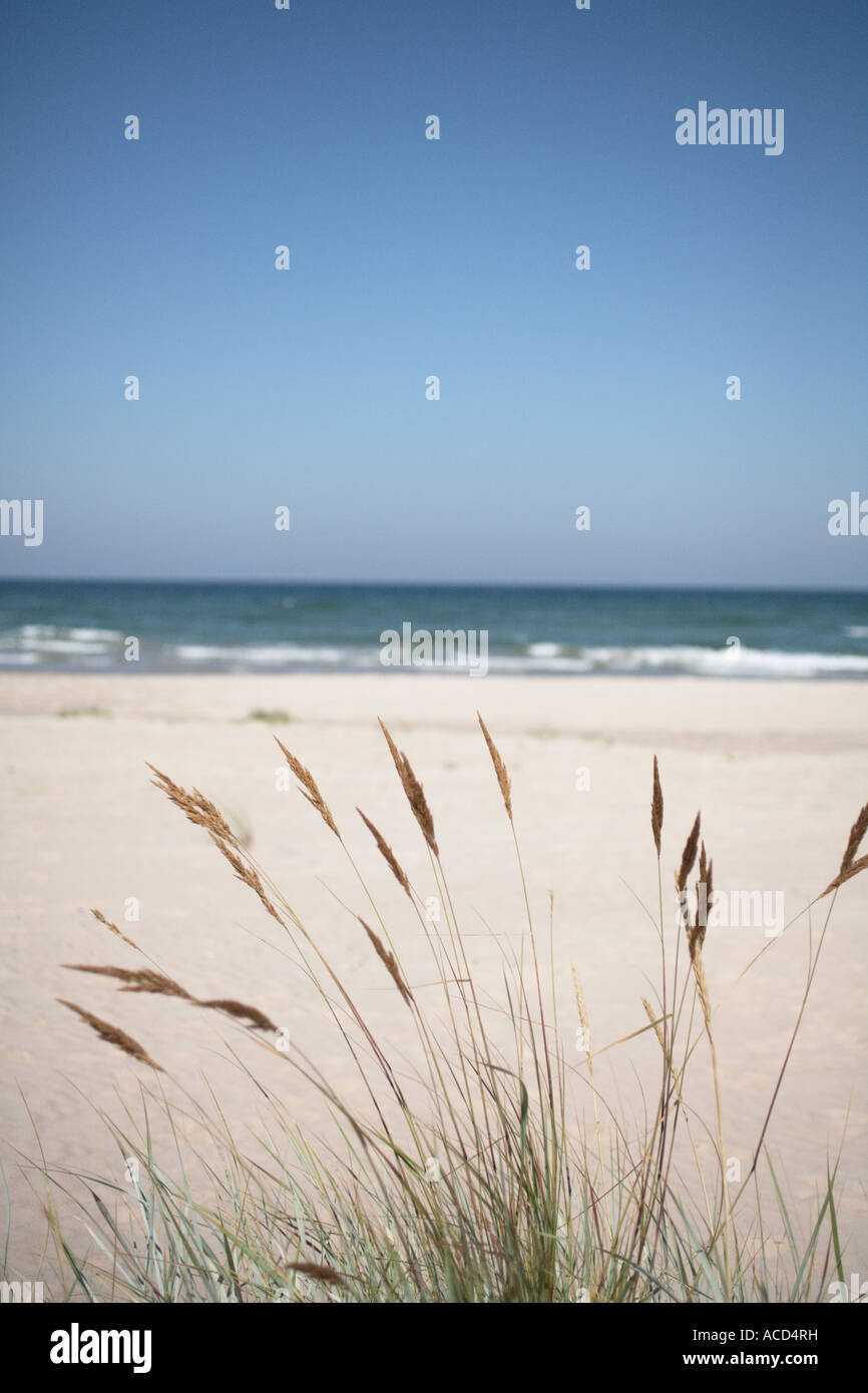Beach grass vertical hi-res stock photography and images - Alamy