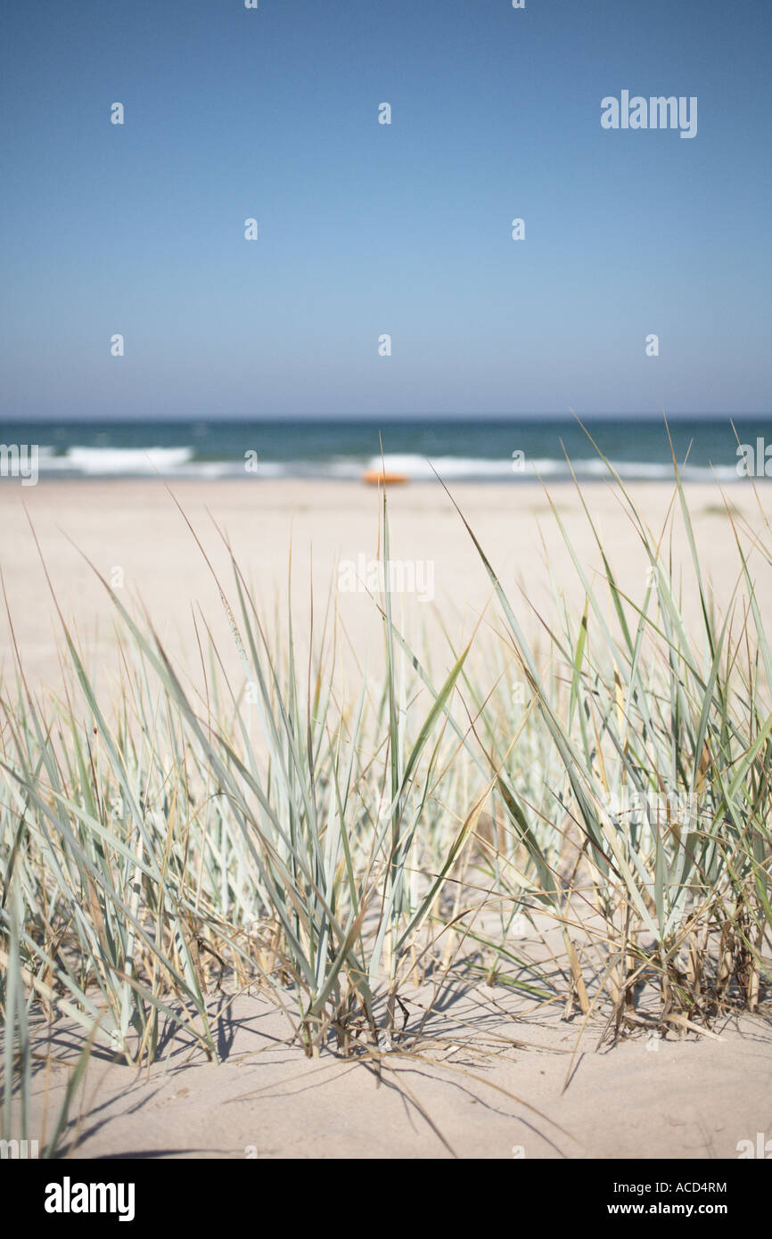Grass on a beach Stock Photo - Alamy