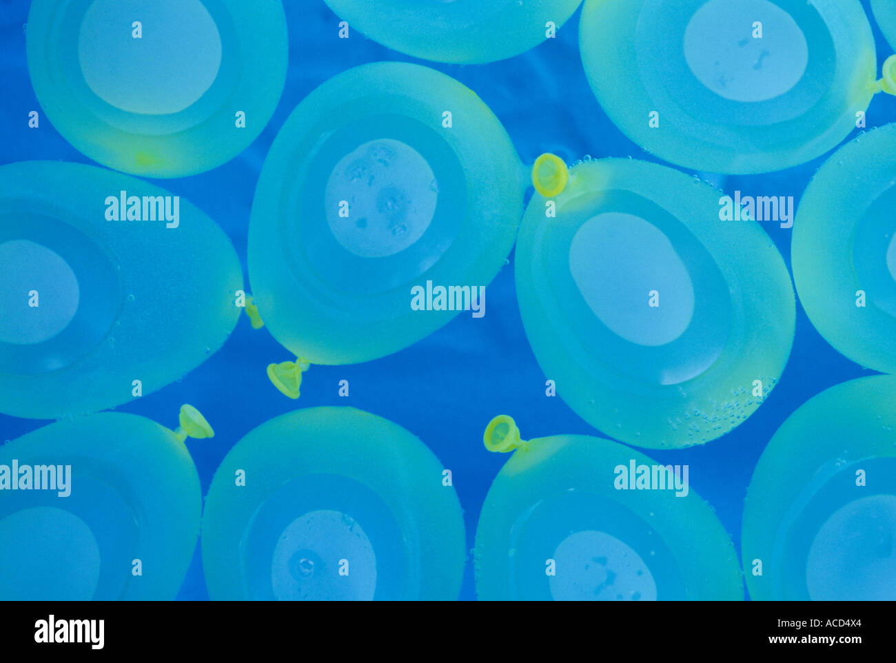 Water balloons in pool floating yellow and blue patterns summer fun ...
