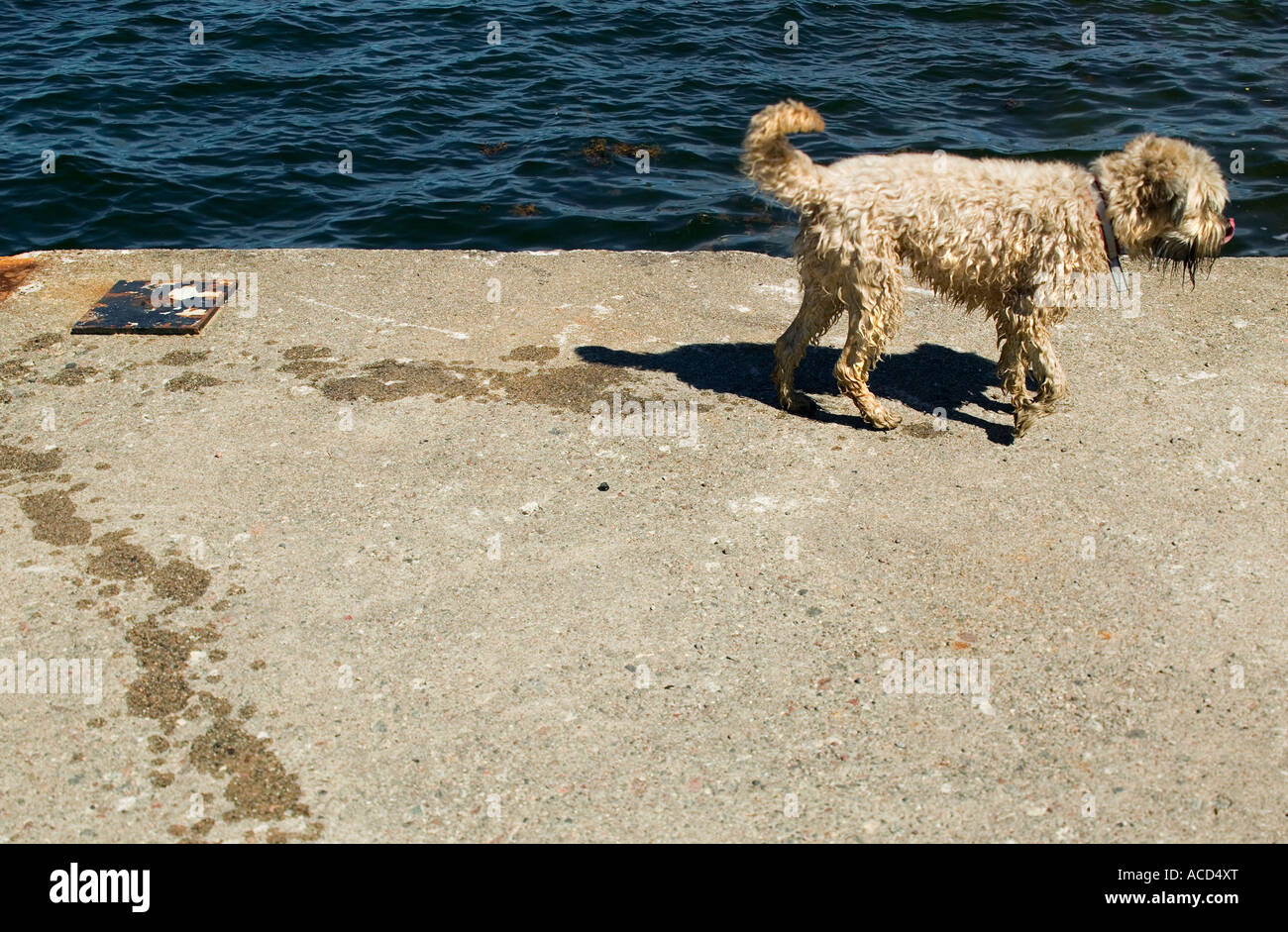 A wet dog on a jetty Stock Photo - Alamy