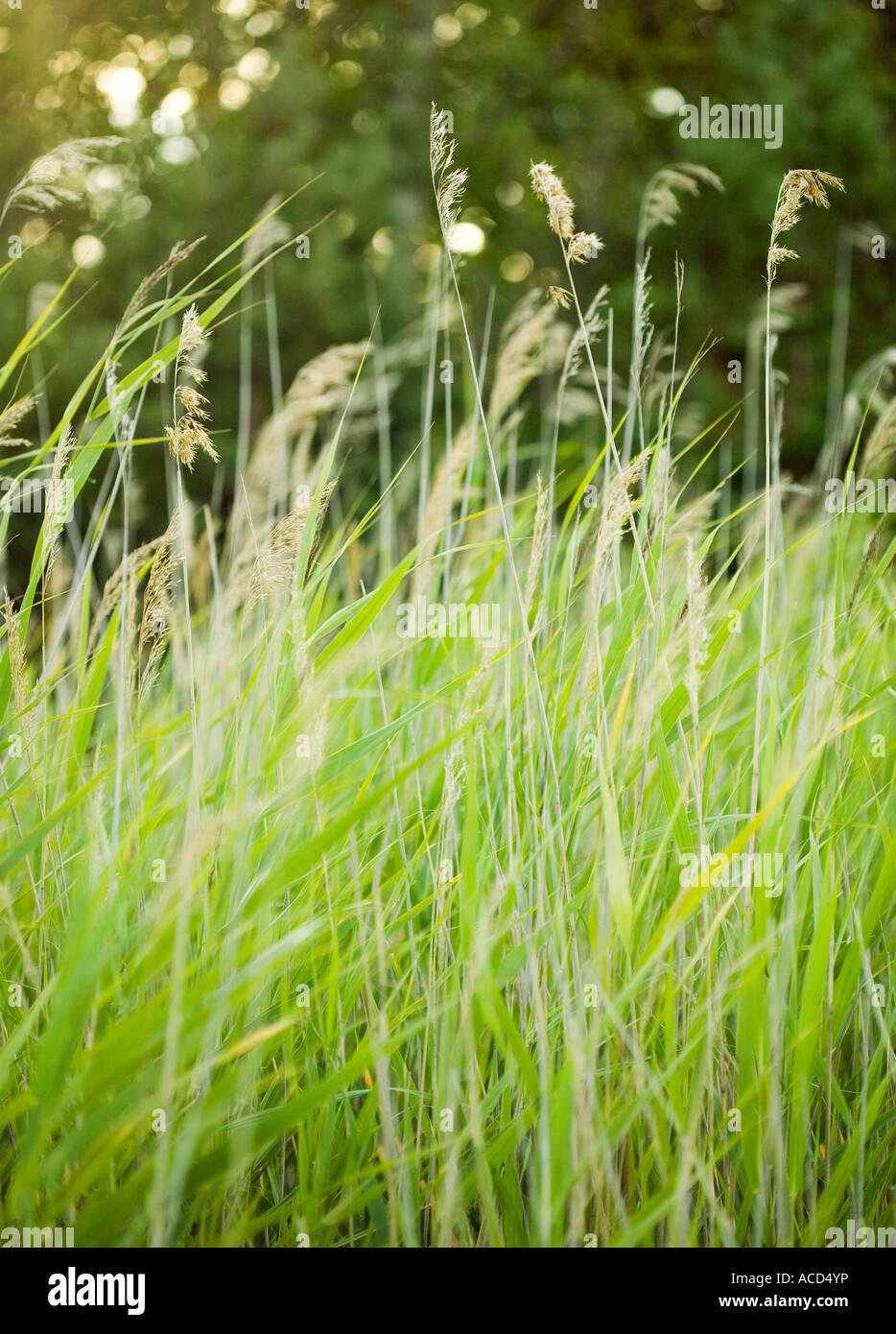 Grass in a meadow Stock Photo - Alamy