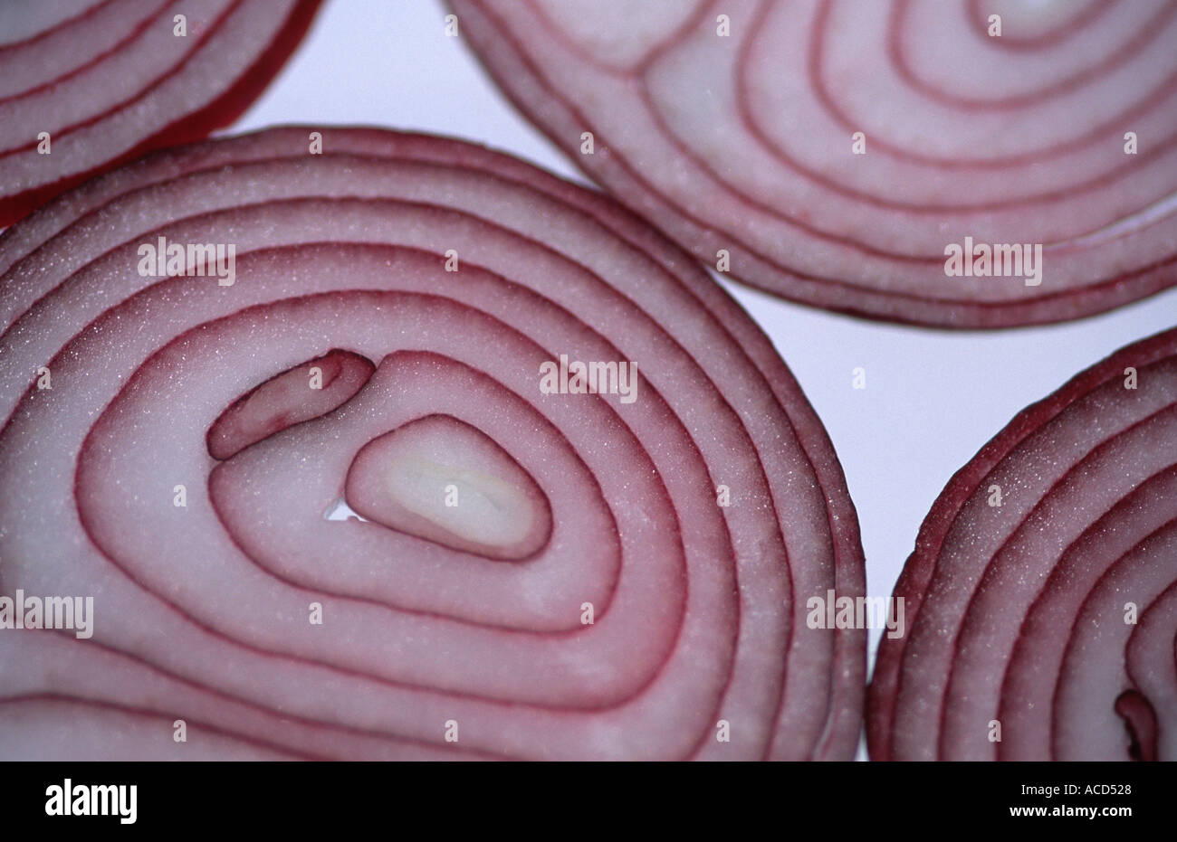 Red onions Allium cepa Stock Photo - Alamy