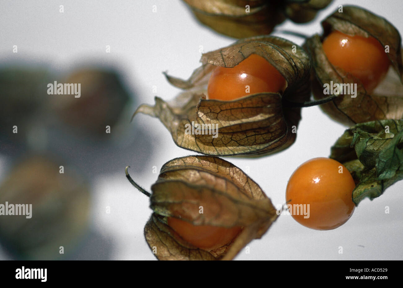 Cape Gooseberries Physalis peruviana Stock Photo - Alamy