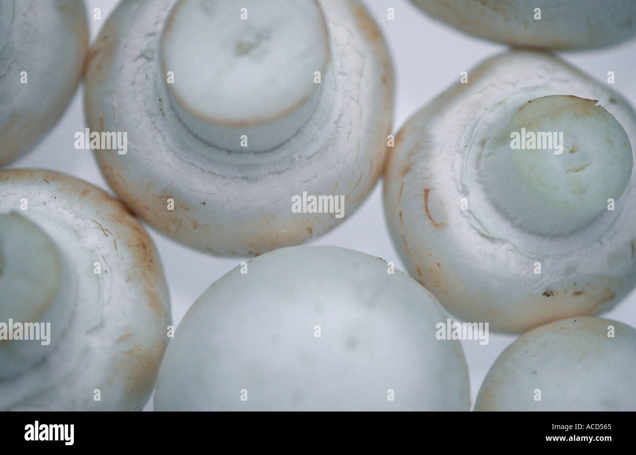 Field Mushrooms Agaricus campestris Stock Photo - Alamy