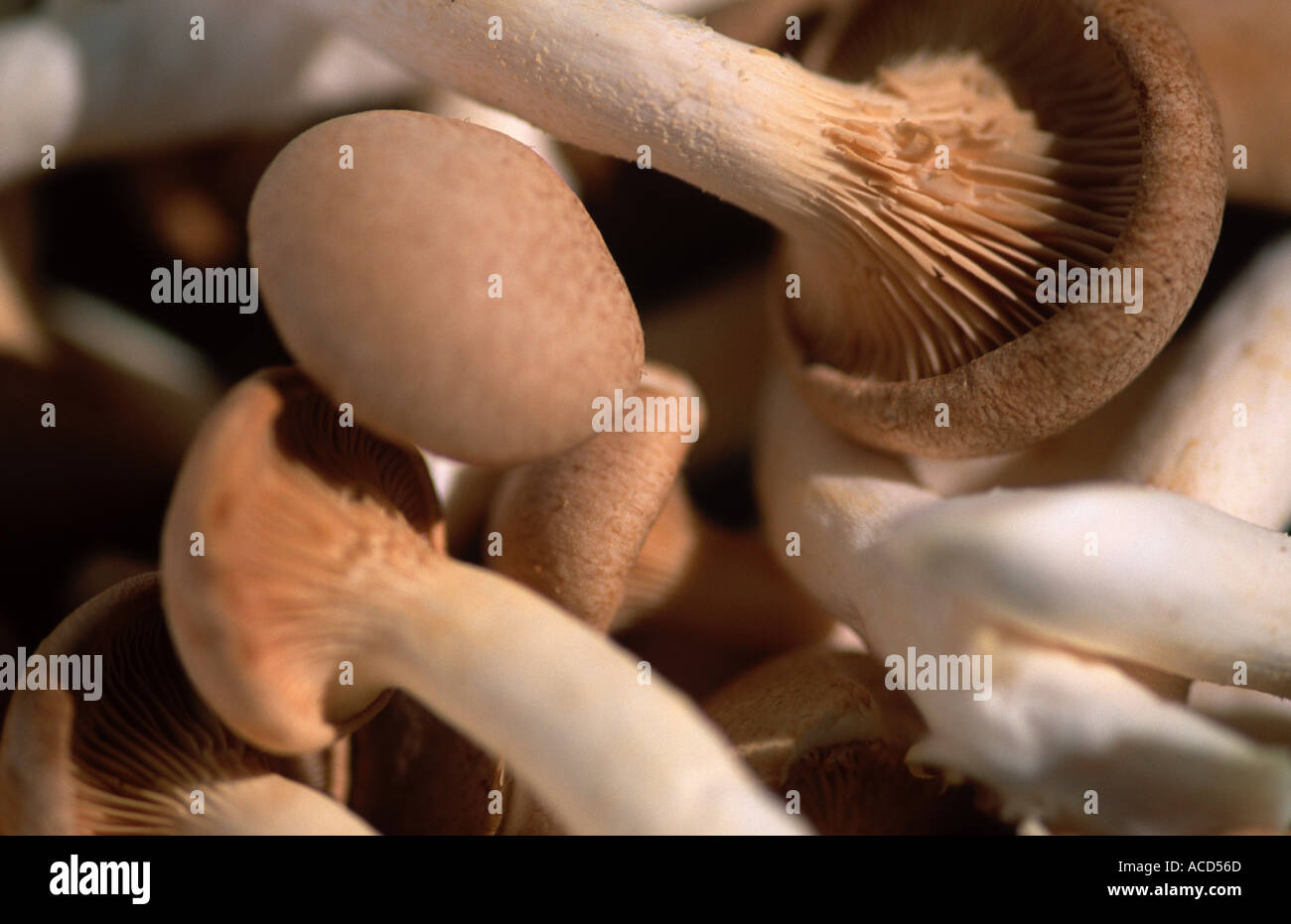 Filamentous fungi hi-res stock photography and images - Alamy