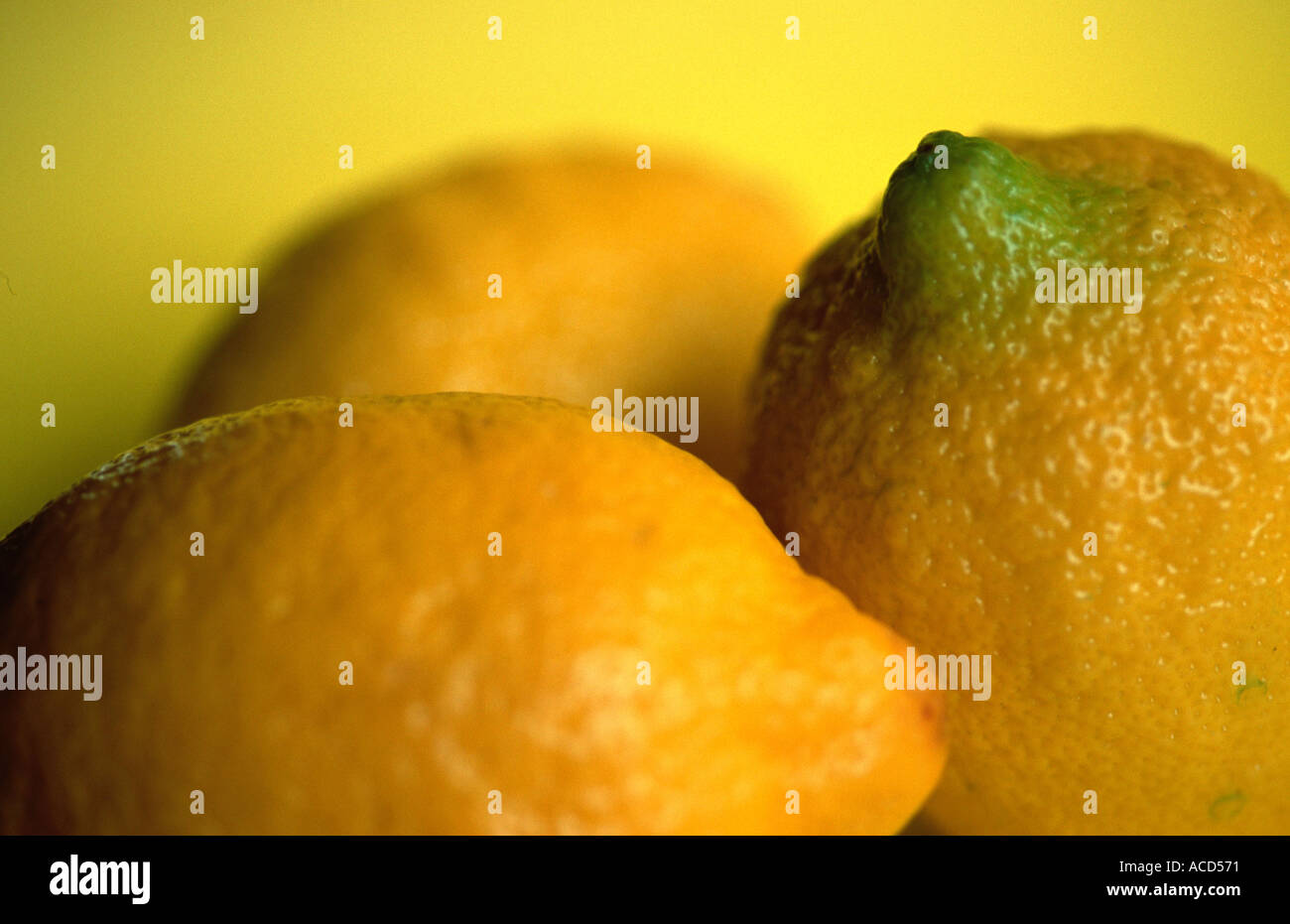 Lemons Citrus limon Stock Photo - Alamy