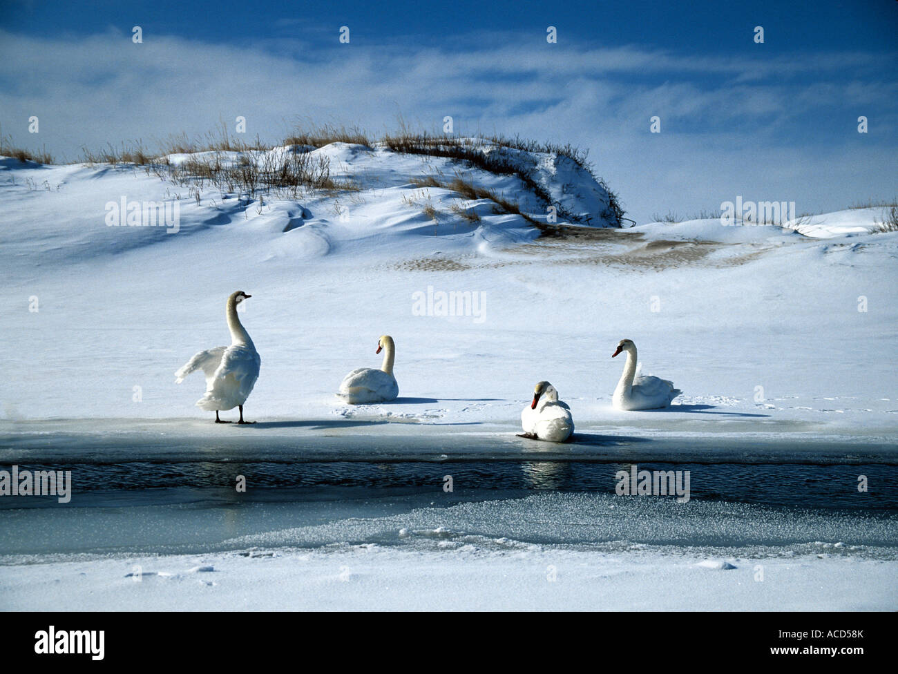 Swans in winter along Platte River where it enters Lake Michigan in ...