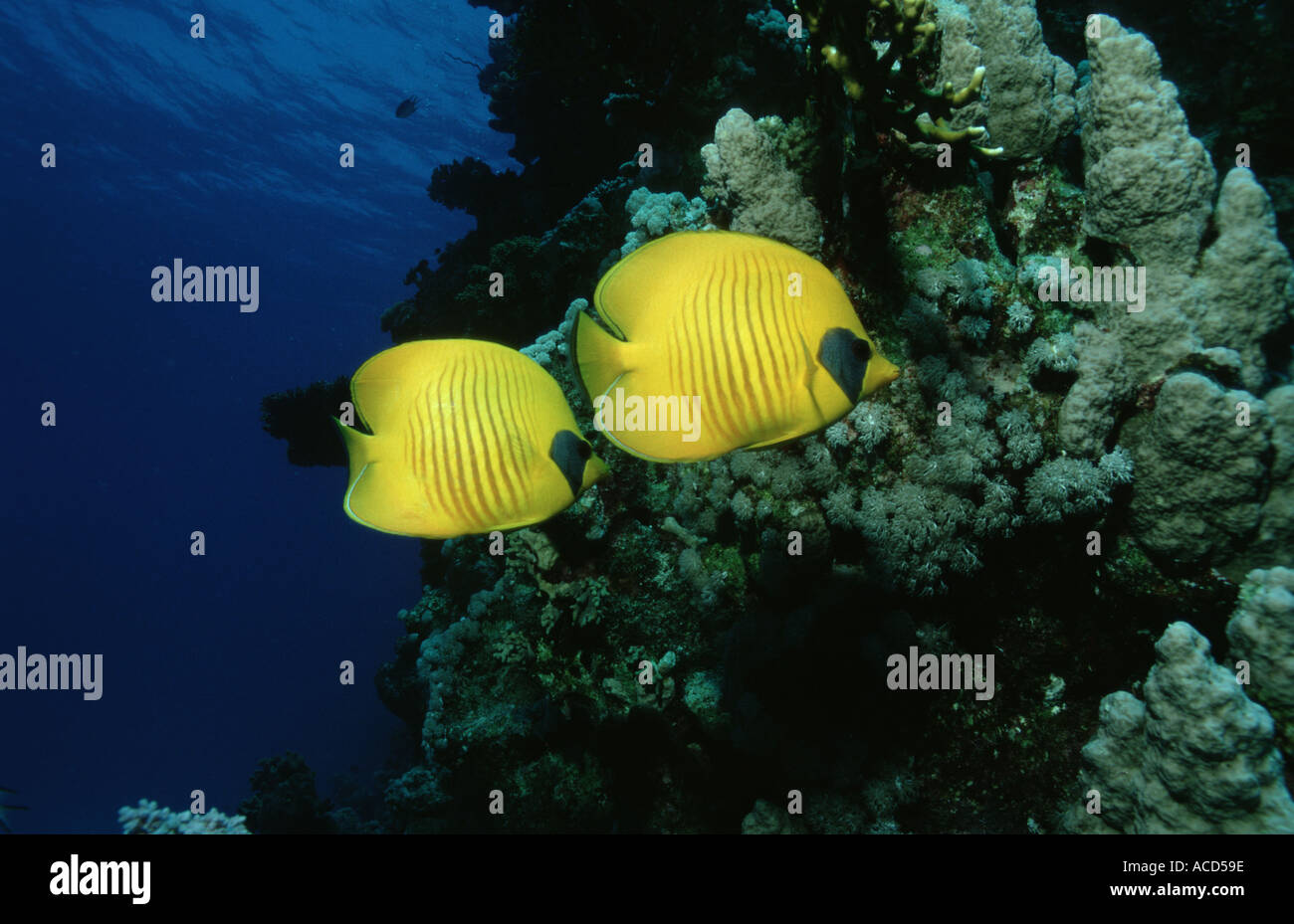 Masked Butterflyfish Red Sea Chaetodon semilarvatus Stock Photo - Alamy