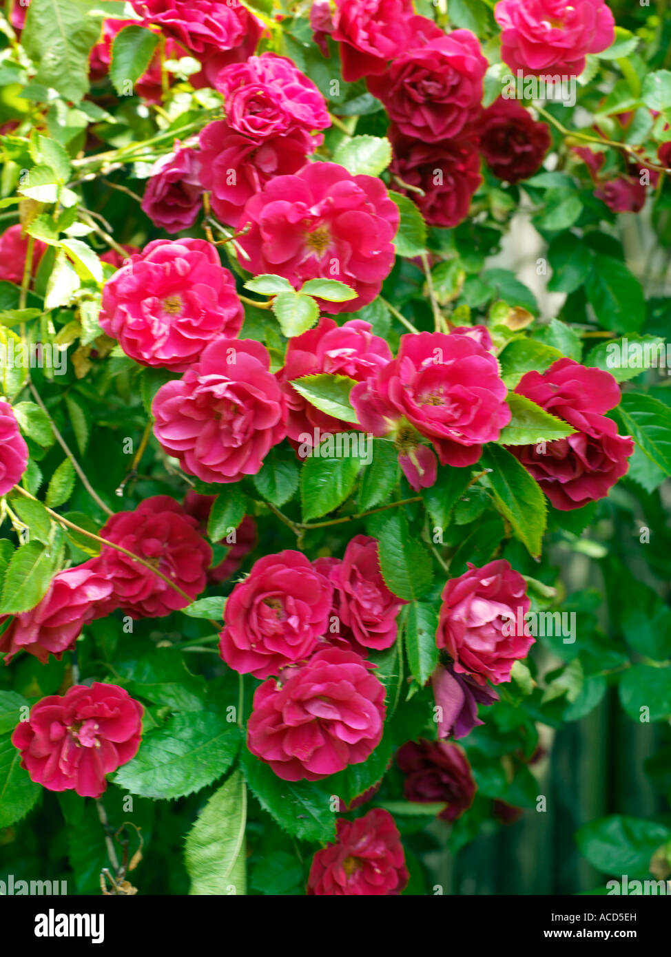 A rose bush Stock Photo - Alamy