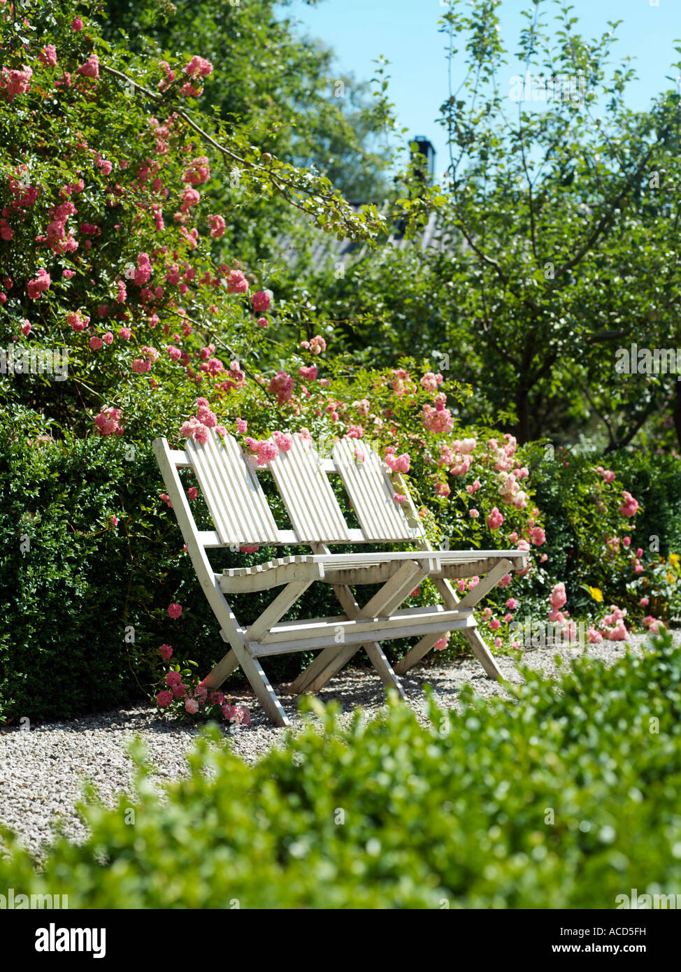A bench by a flowering rose bush Stock Photo - Alamy