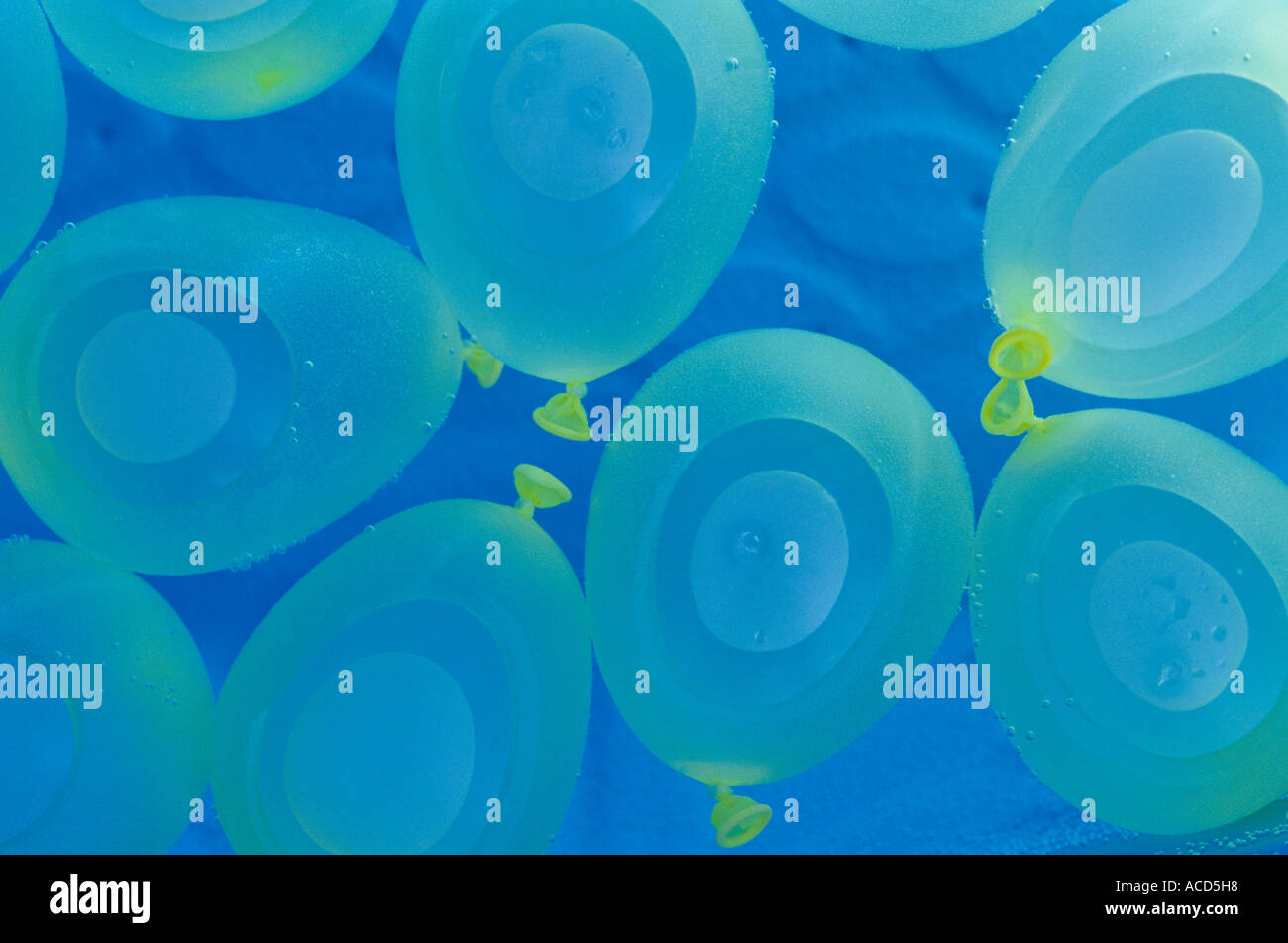 Water balloons in pool floating yellow and blue balloons patterns ...