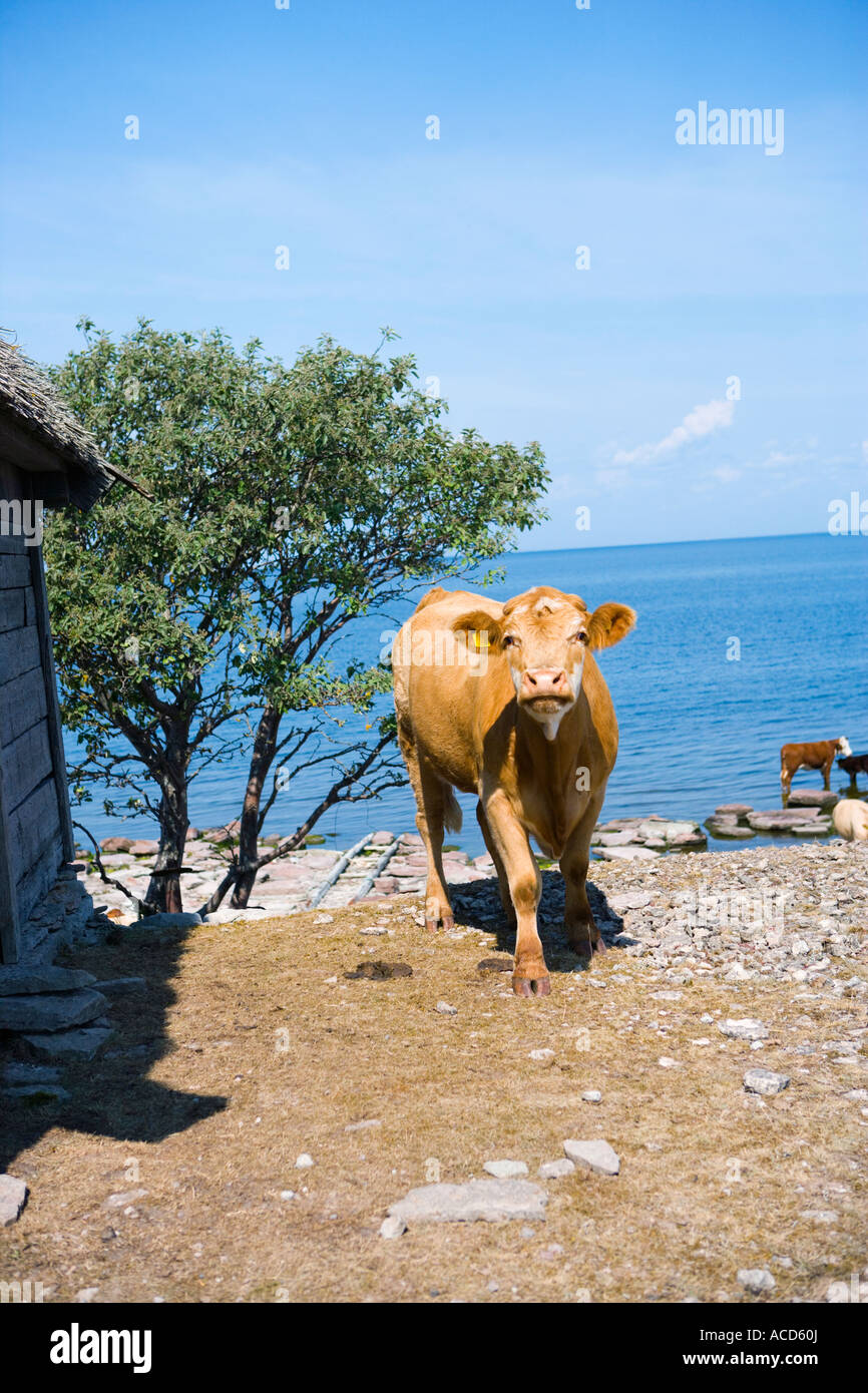 Cow by the sea Stock Photo - Alamy